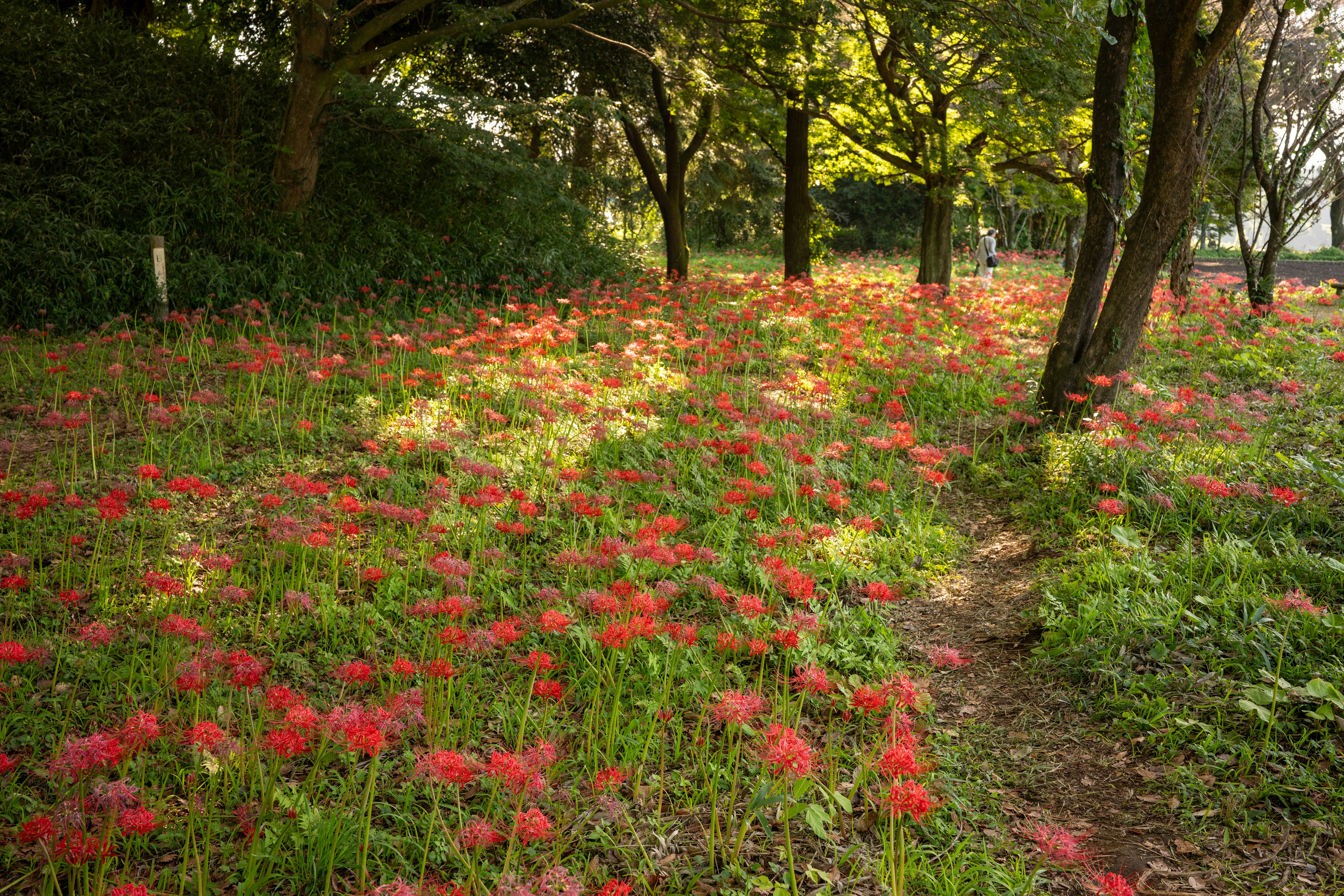 Sunlit Tapestry: A Path Woven Through Red Blooming Field