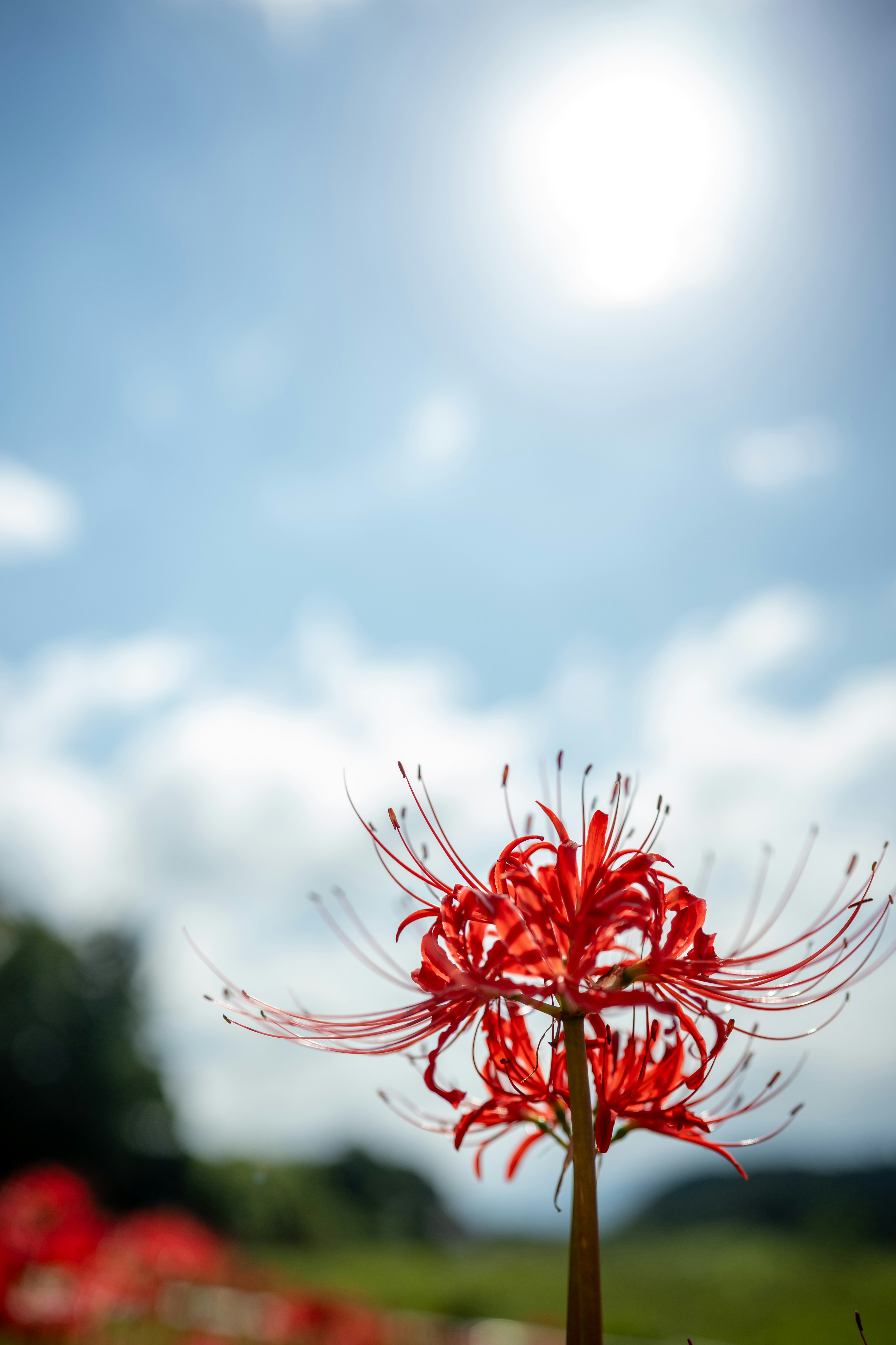 Crimson Bloom Rising: A Red Spider Lily Reaches Toward the Sun