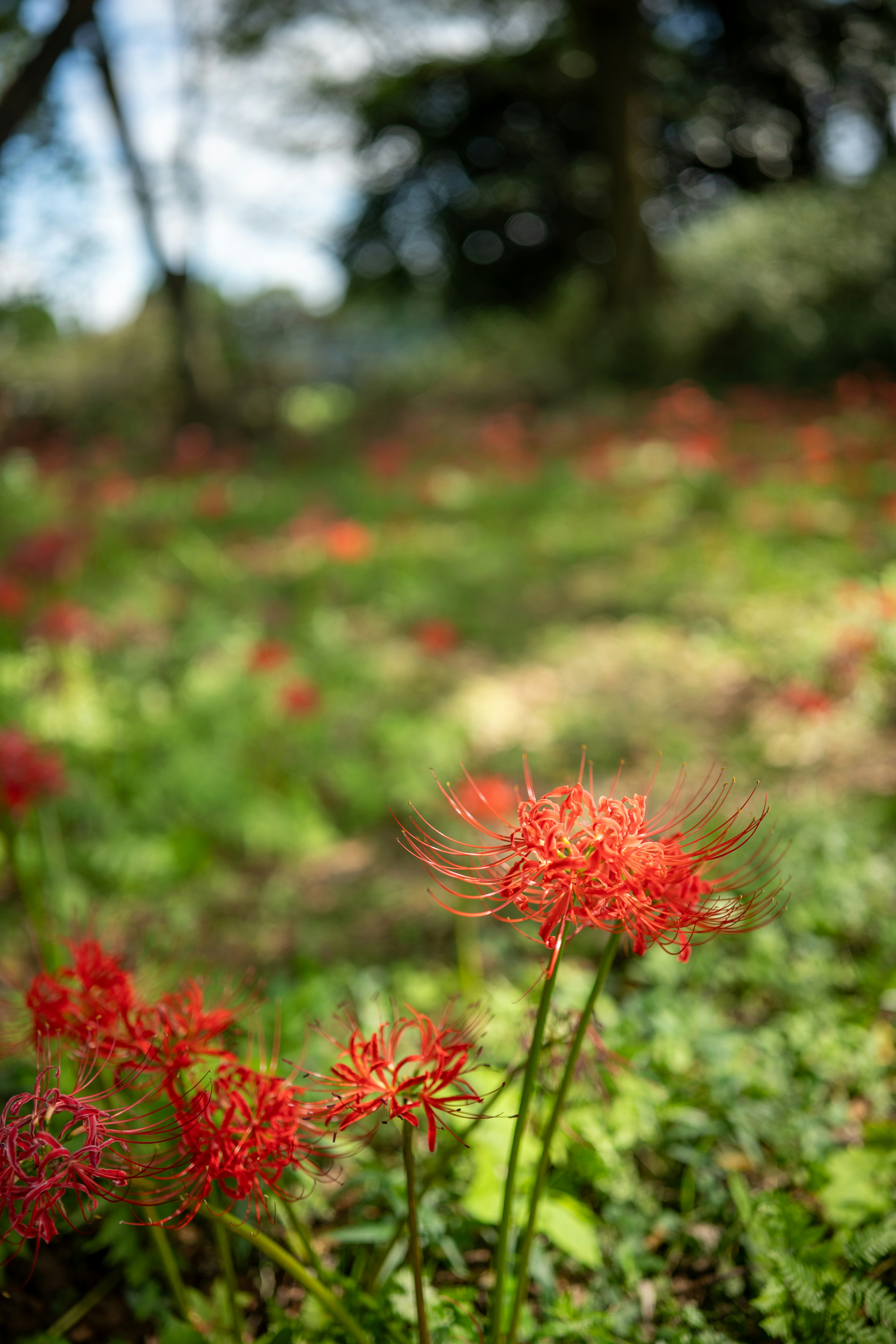 Red Spider-Lilies in a Sunlit Garden Bloom Field