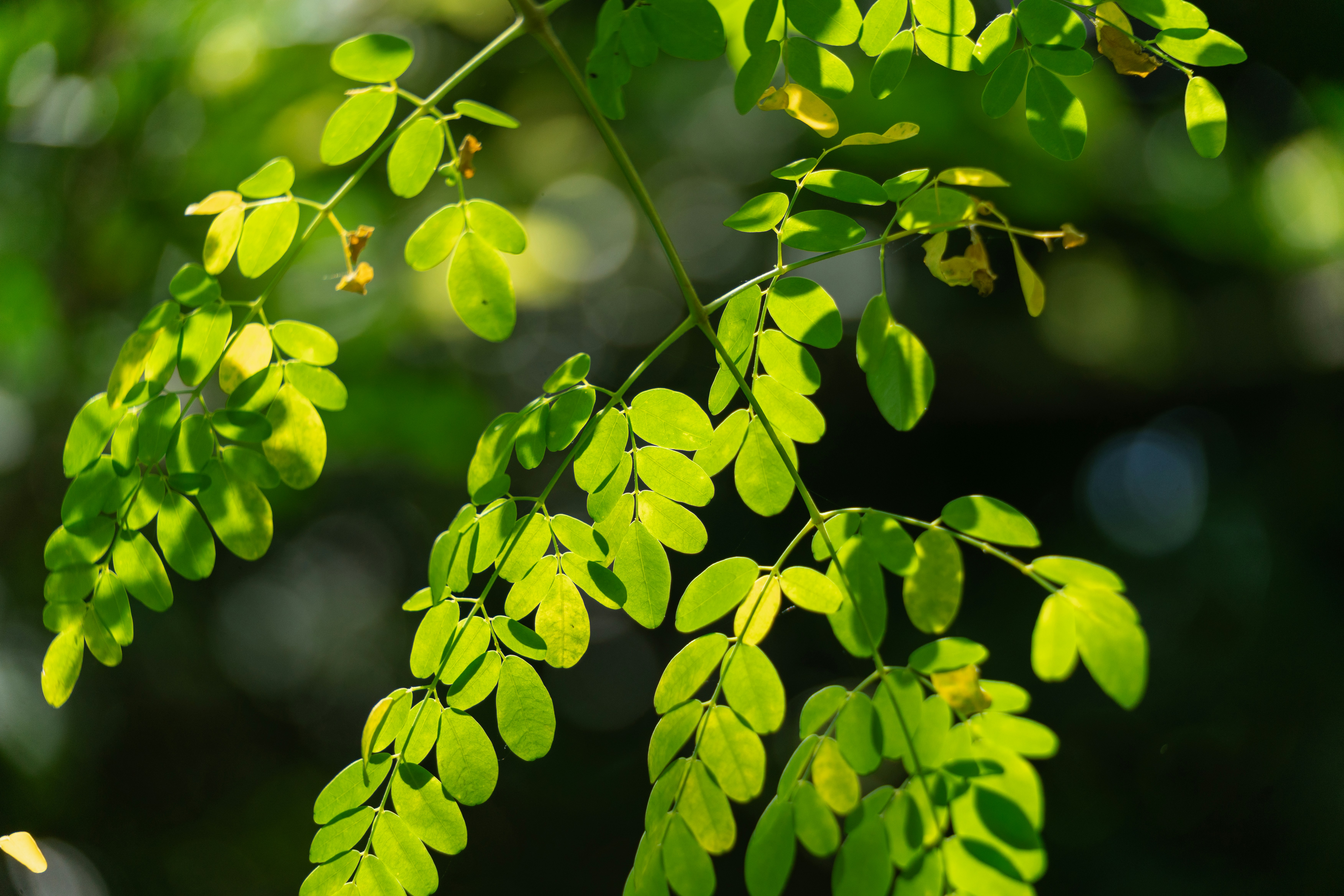 Close-up of vibrant green compound leaves bathed in sunlight with a shallow depth of field and dark background.