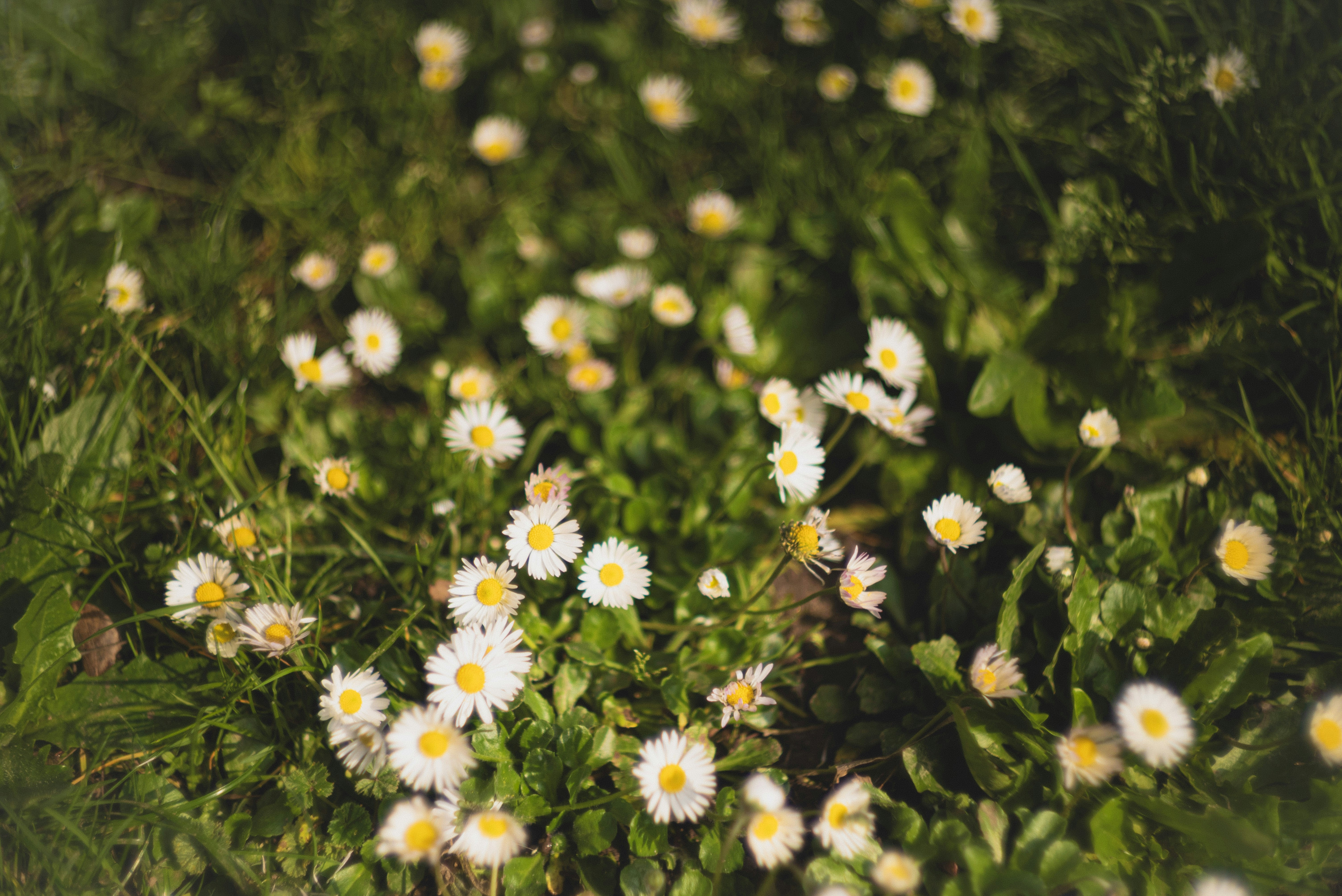  meadow of daisies under summer light
