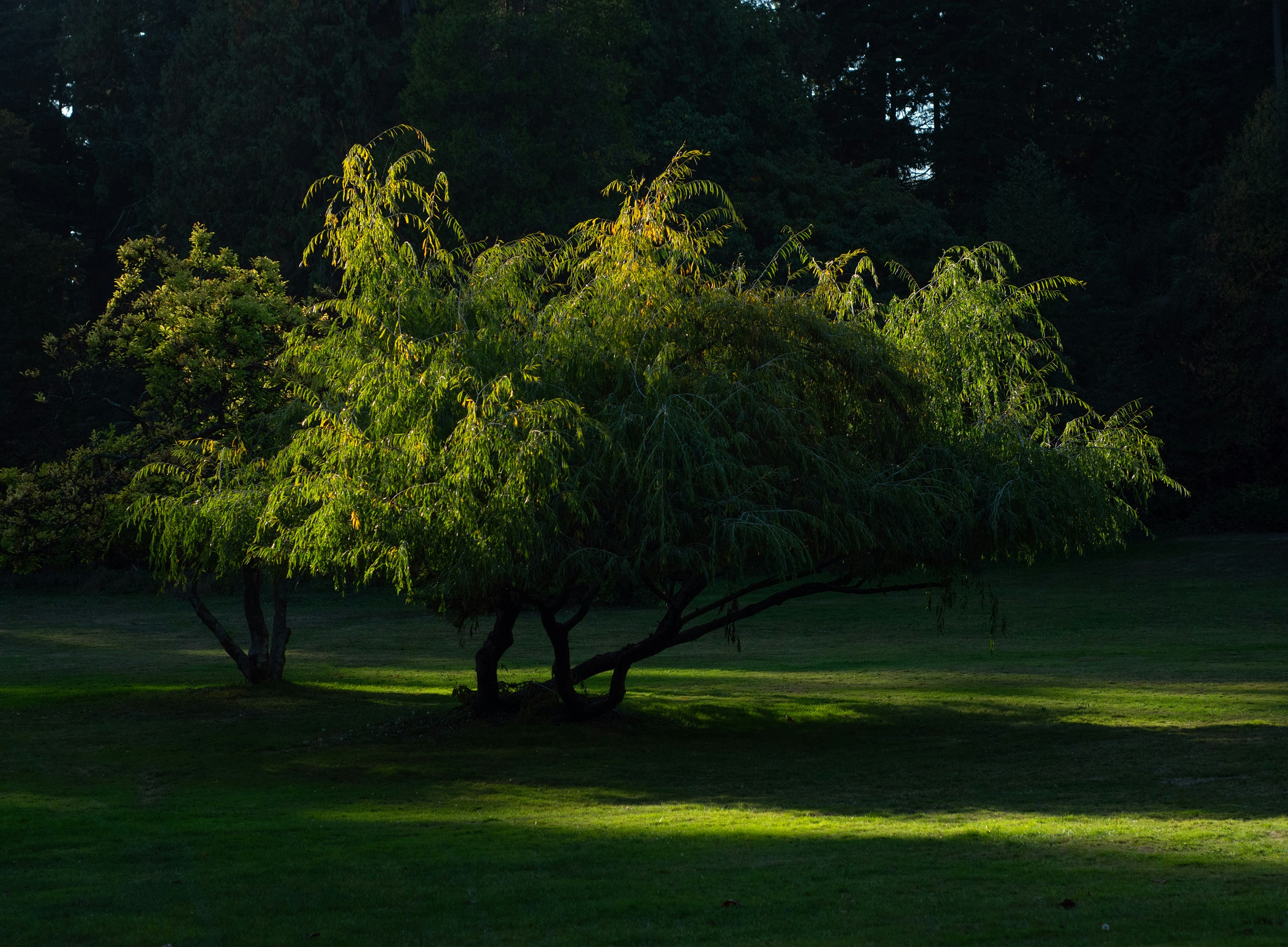 Sunlit Canopy: A Shaded Lawn Frame with a Dreamy Tree Cluster