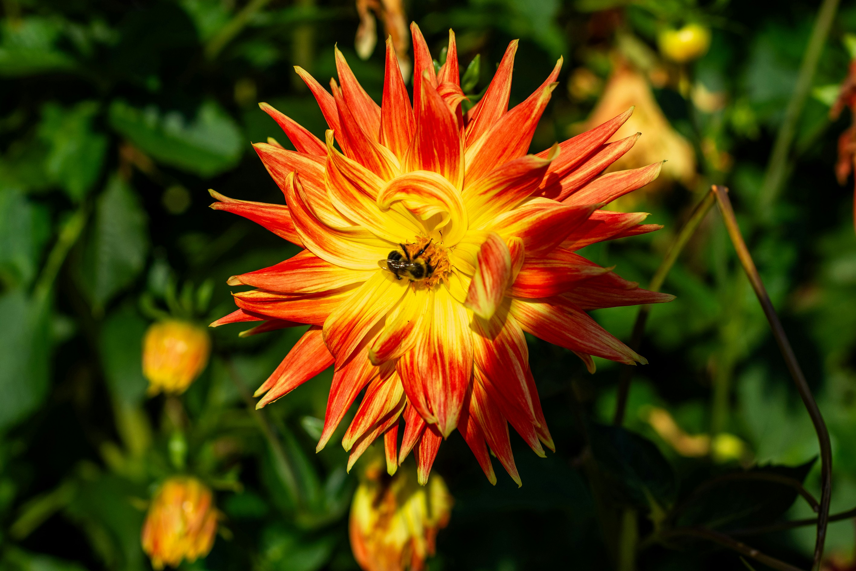 Sunburst Bloom: A fiery gazania in sharp focus