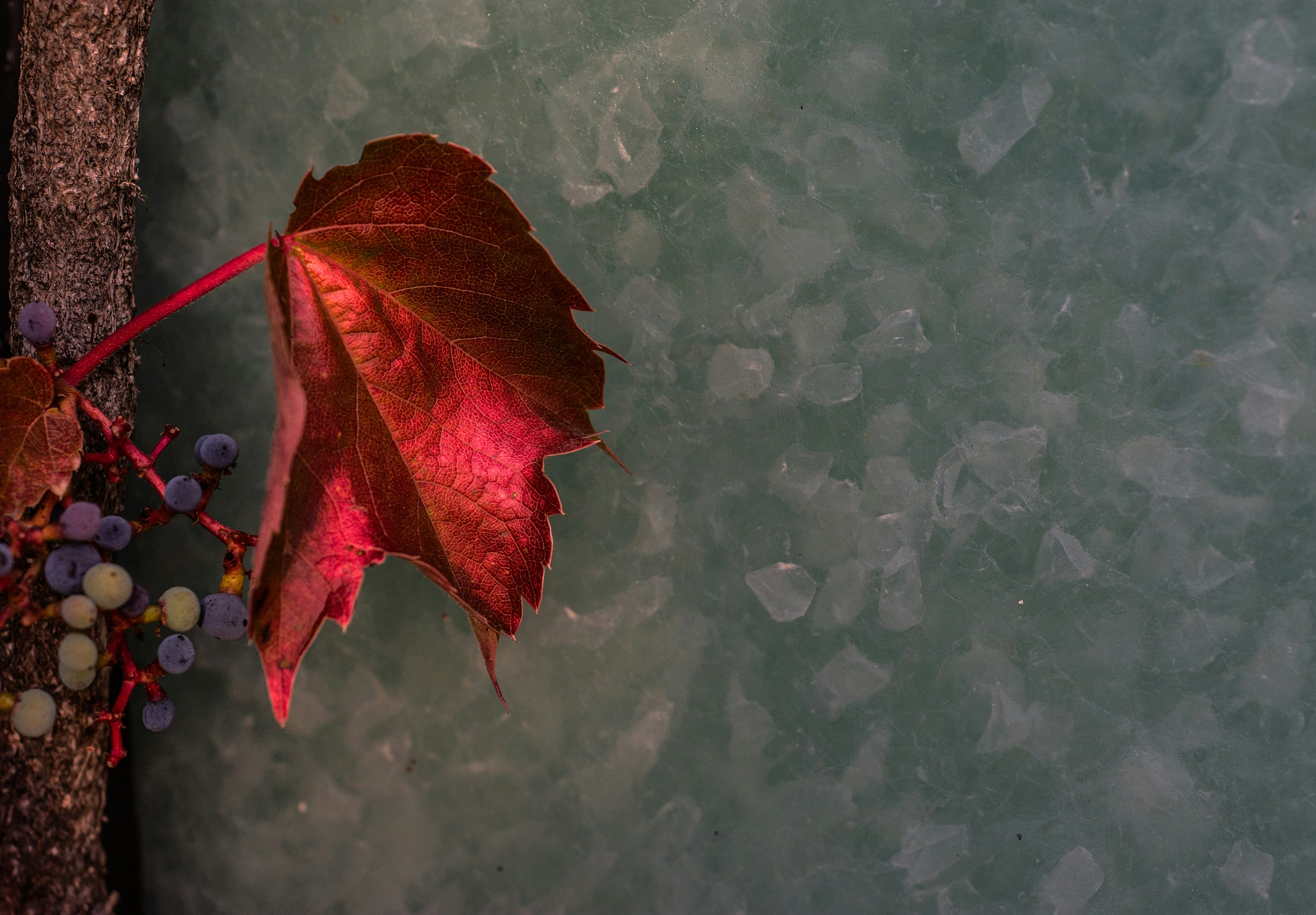 Vine and leaf at the edge of a textured-green backdrop