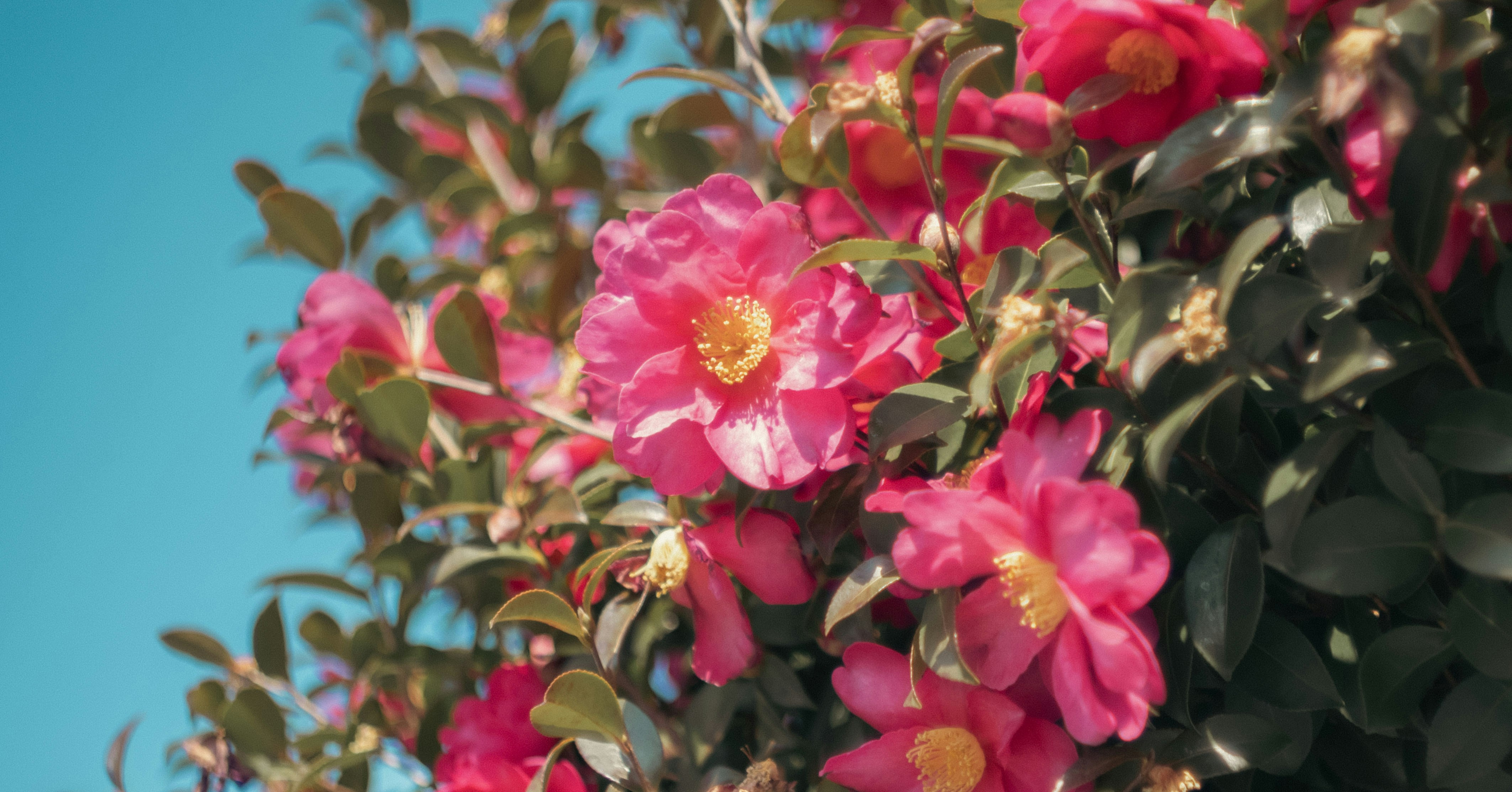 Vivid Camellias Against a Cascade of Blue