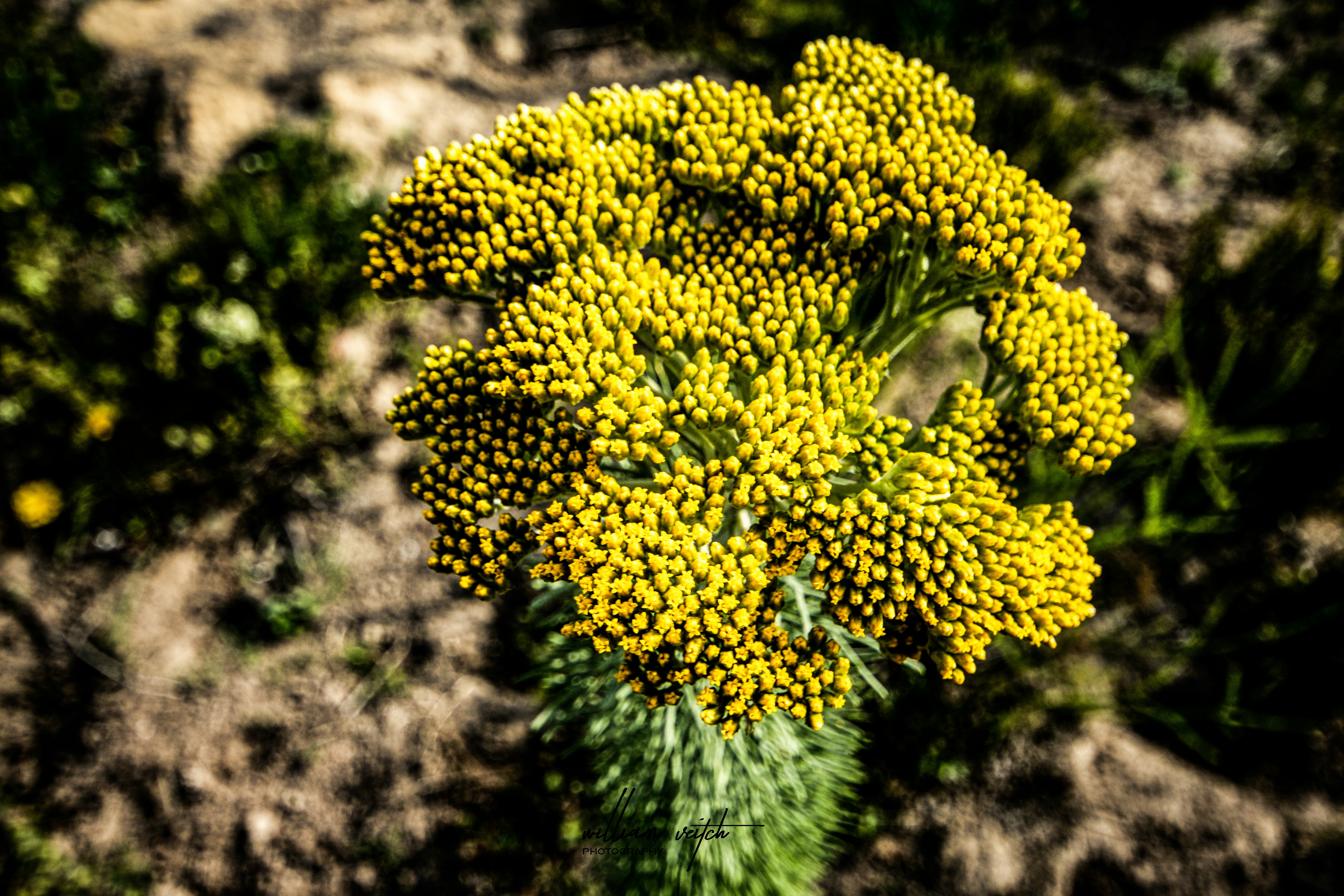 Sunlit Umbel: Golden Crown in a Desert Meadow