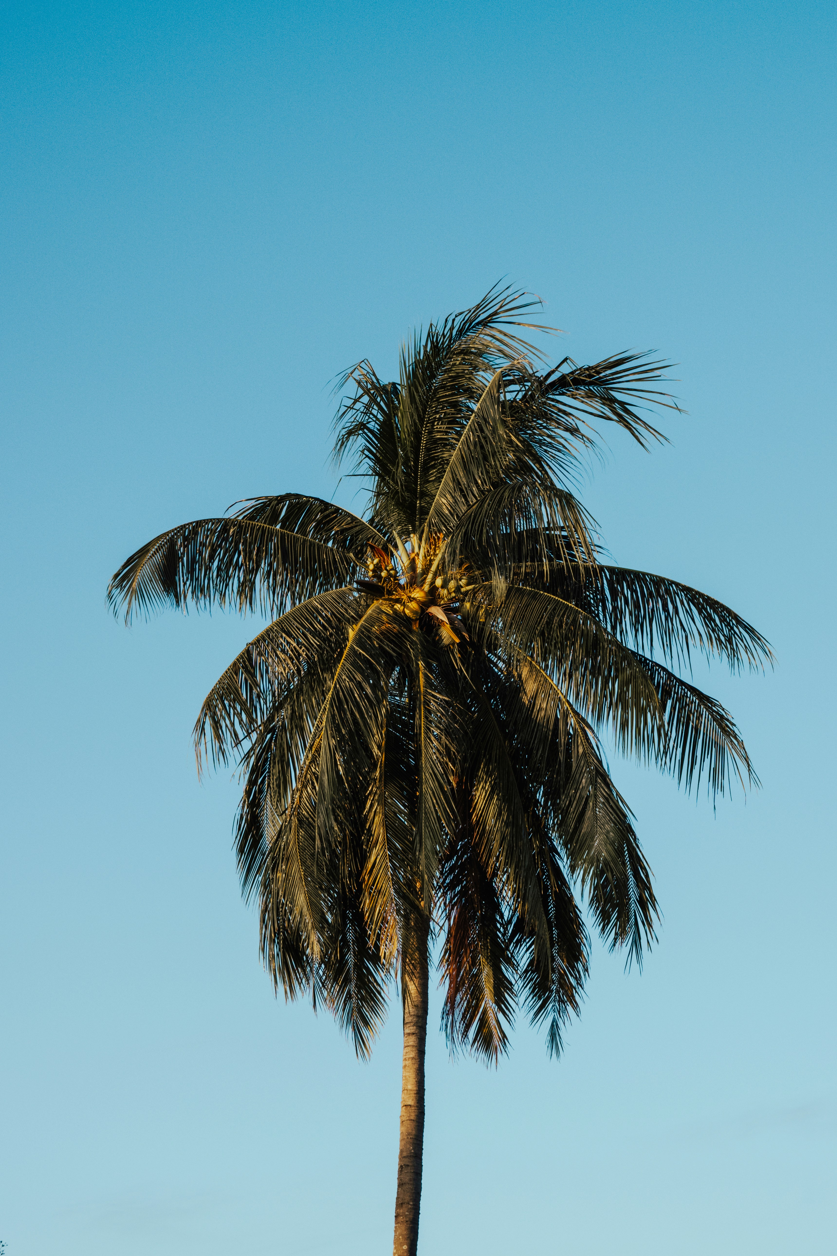 Crowned in Sky: A Lone Palm Reaches for the Blue