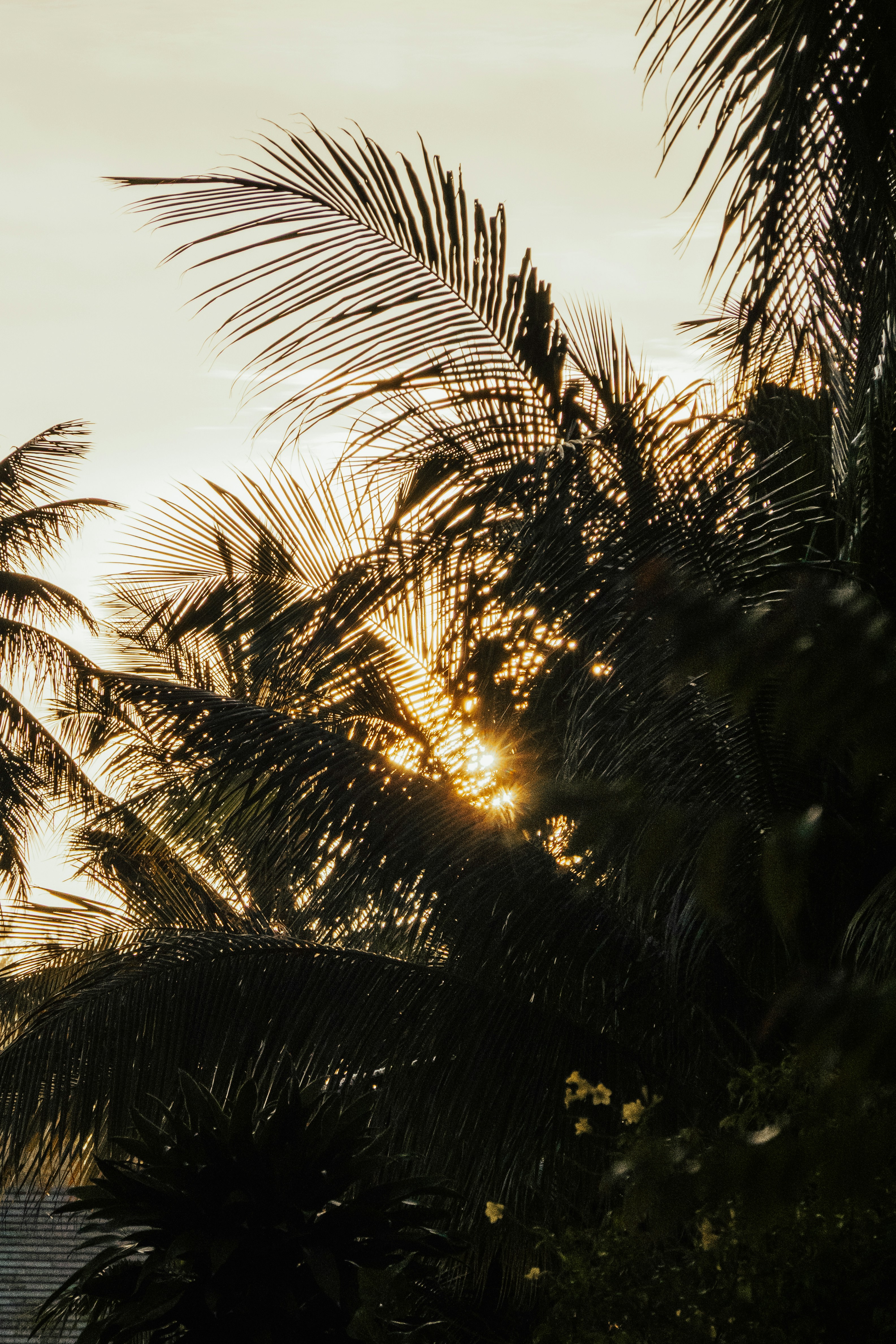 Sunlit Palm Veil Through Fronds