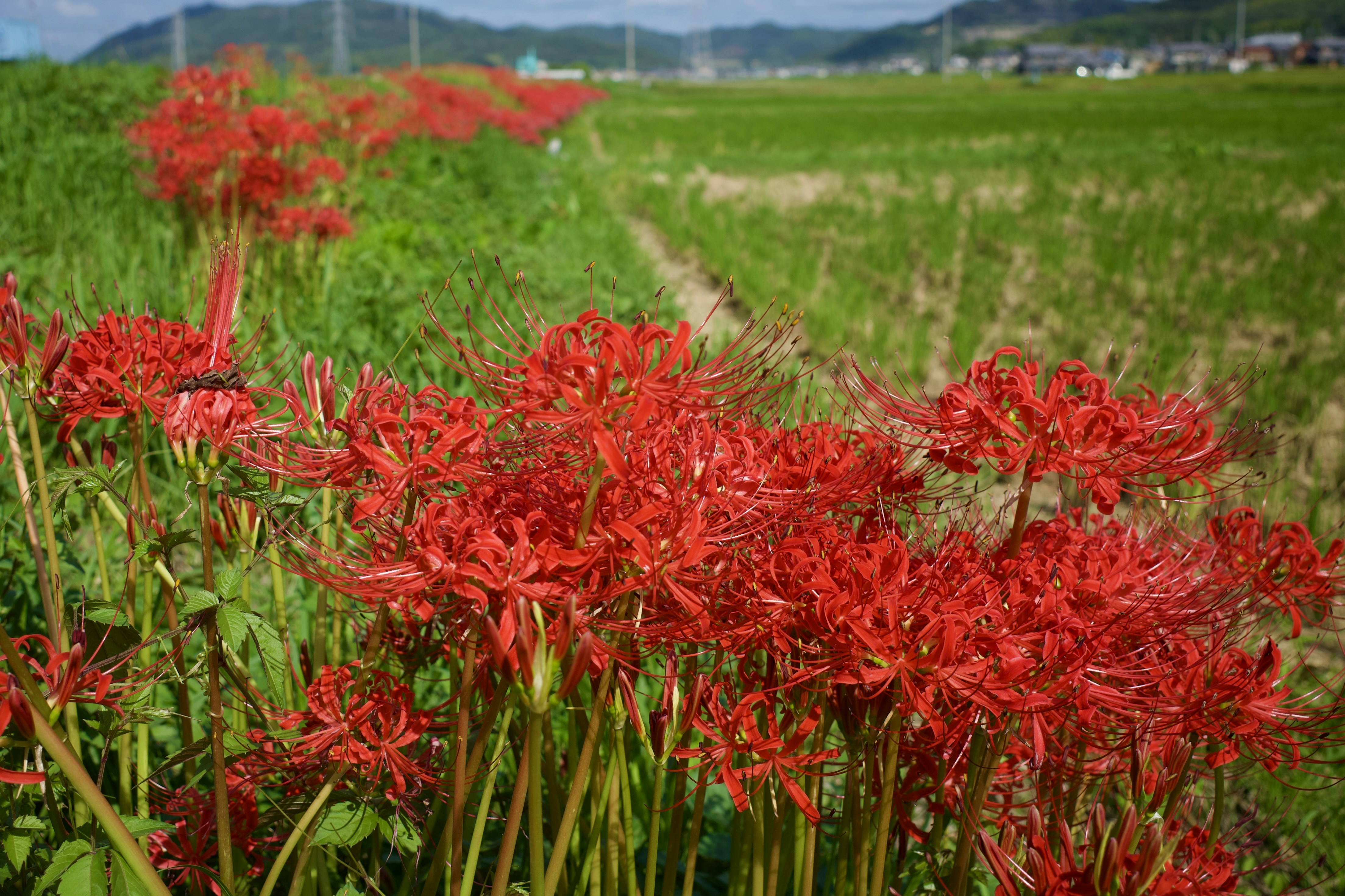 Crimson Veranda: Red Spider Lilies Framing a Quiet Field
