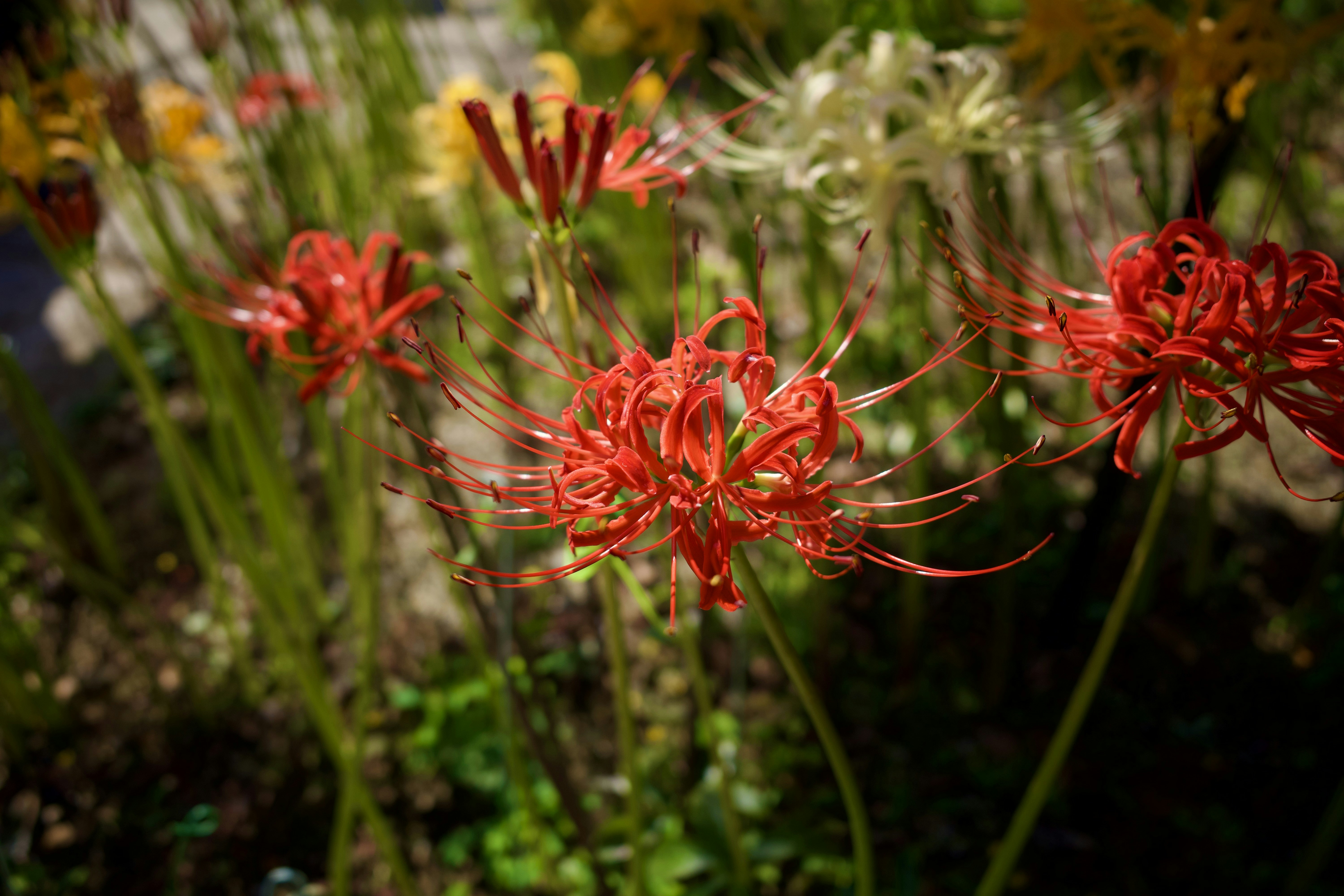 Crimson Bloom: Red Spider Lilies Reaching Toward the Sun