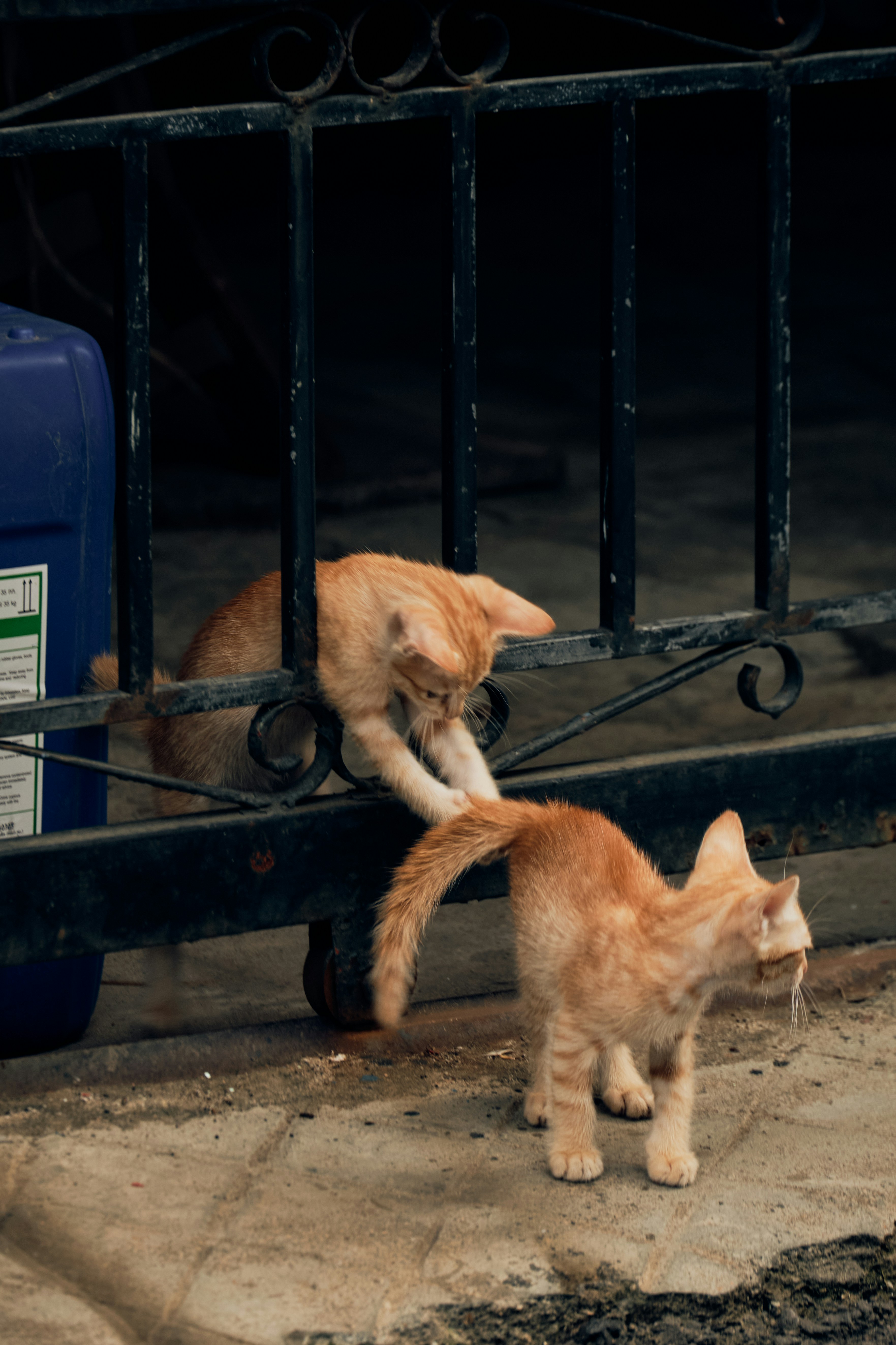 Two ginger kittens on a iron gate, one extending a paw toward the other