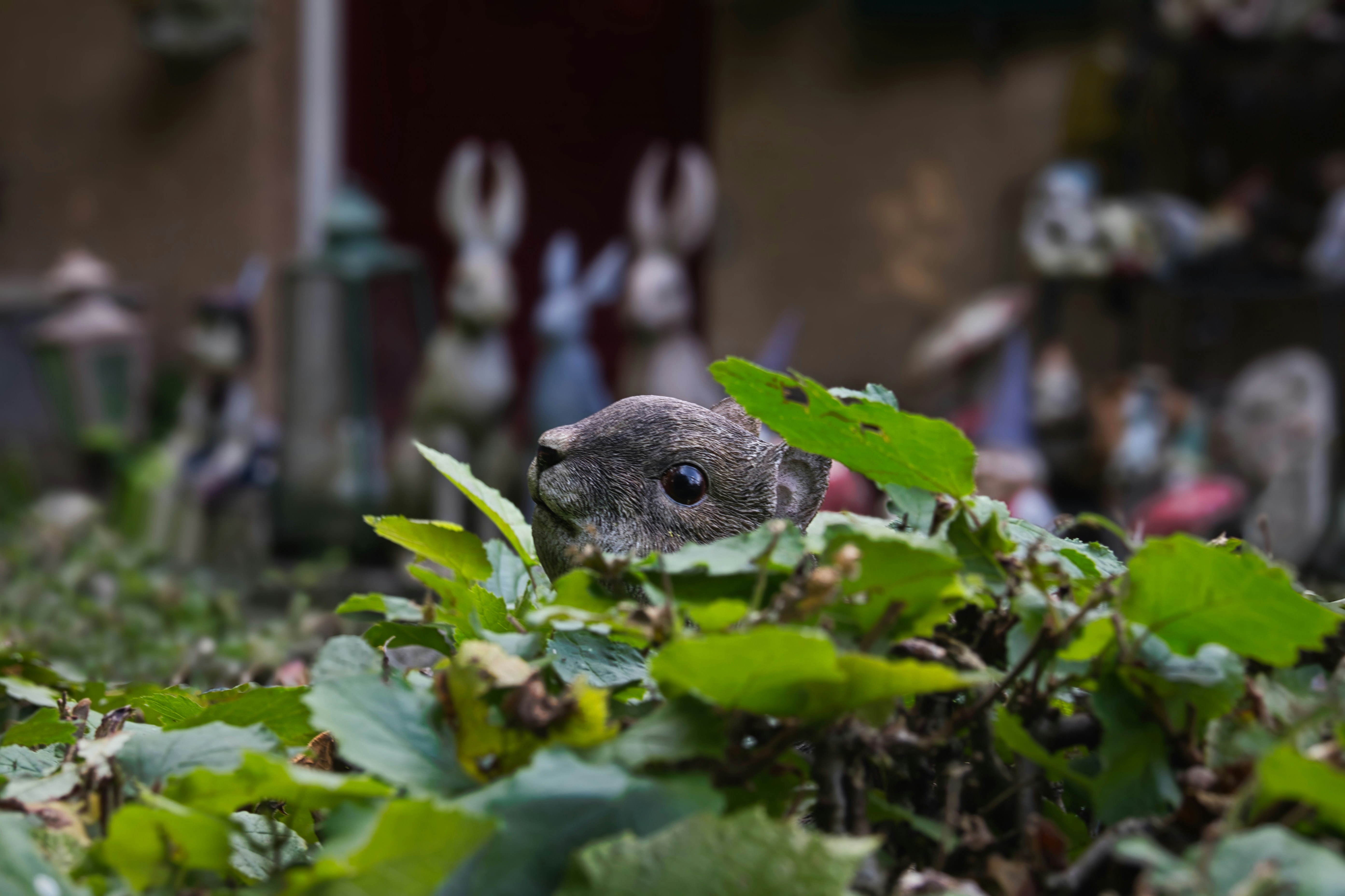 Hidden Burrow Watcher: A Rabbit Reveals Itself Among Garden Foliage