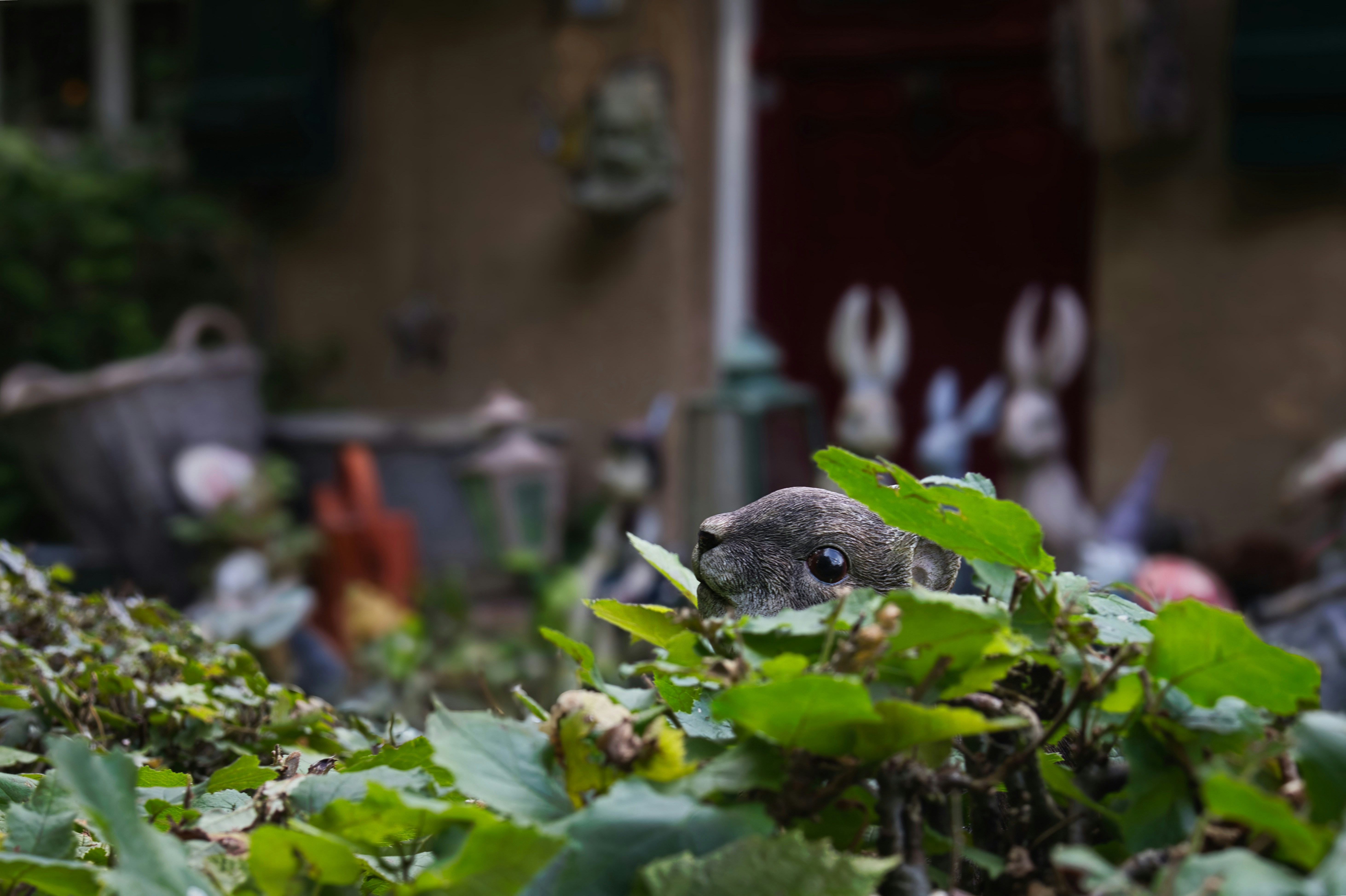 Peek of the Garden Sentinel