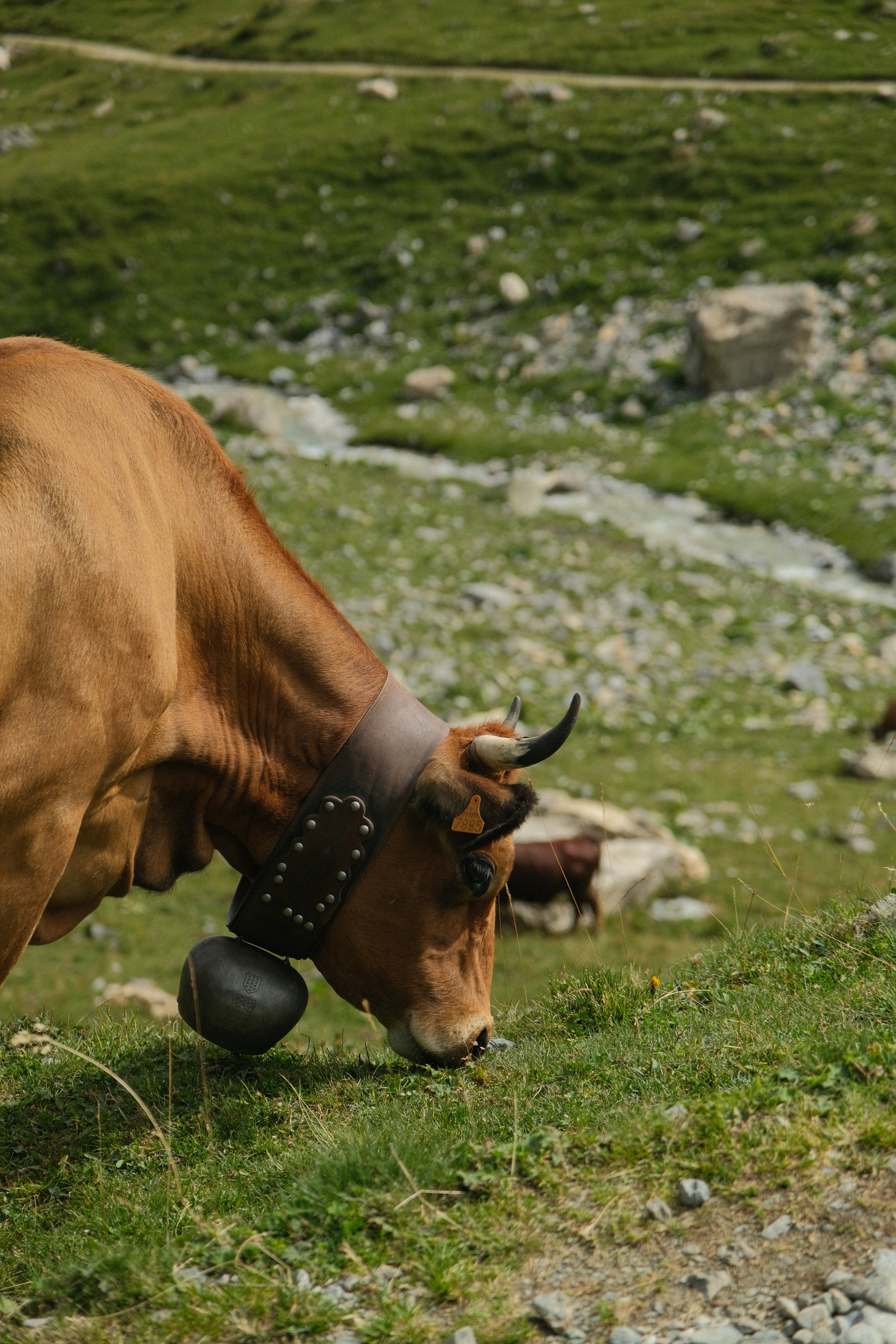 Grazing Bell and Leather: A Highlander at Rest