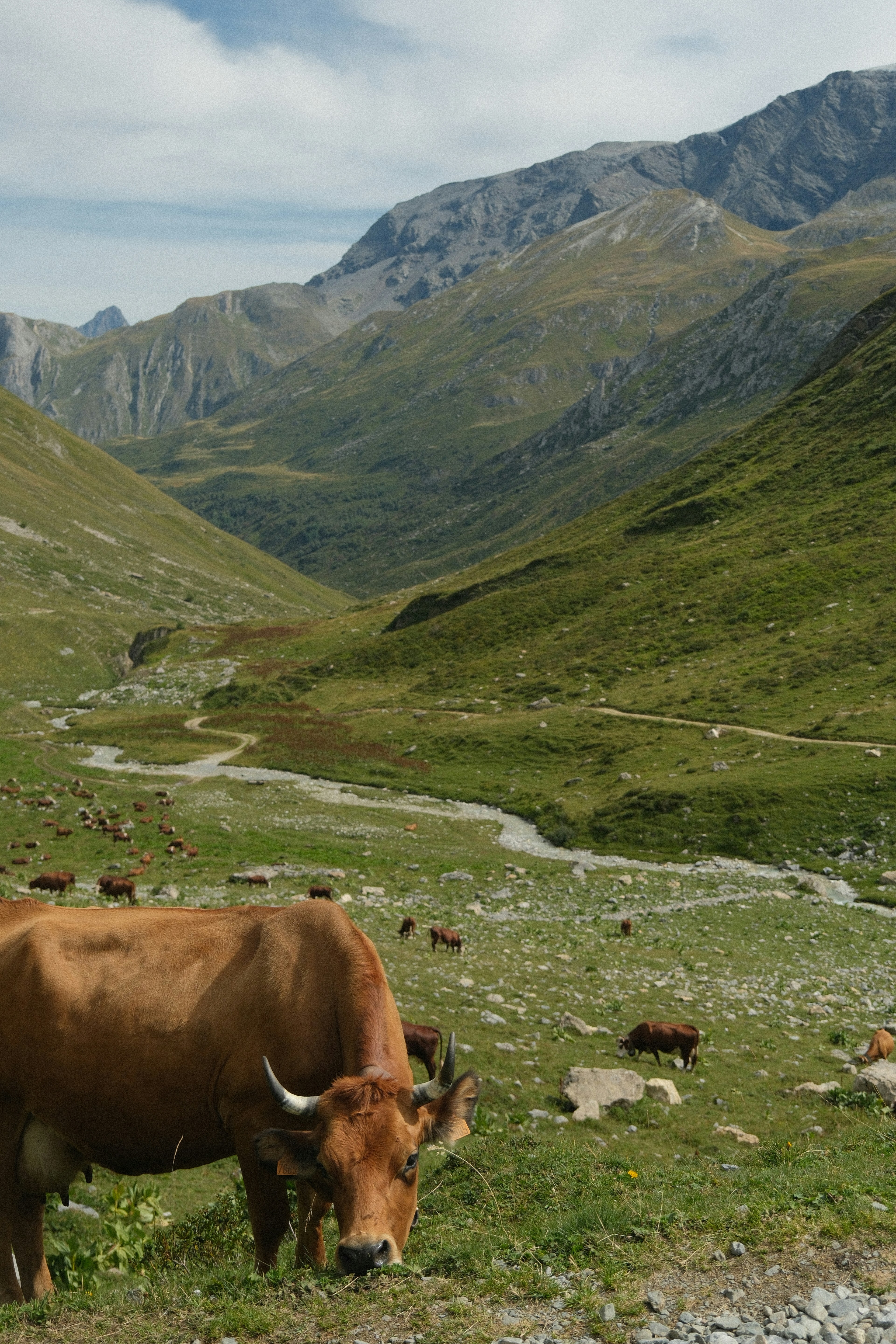 Pasture Parade: Cattle on a Mountain Corridor