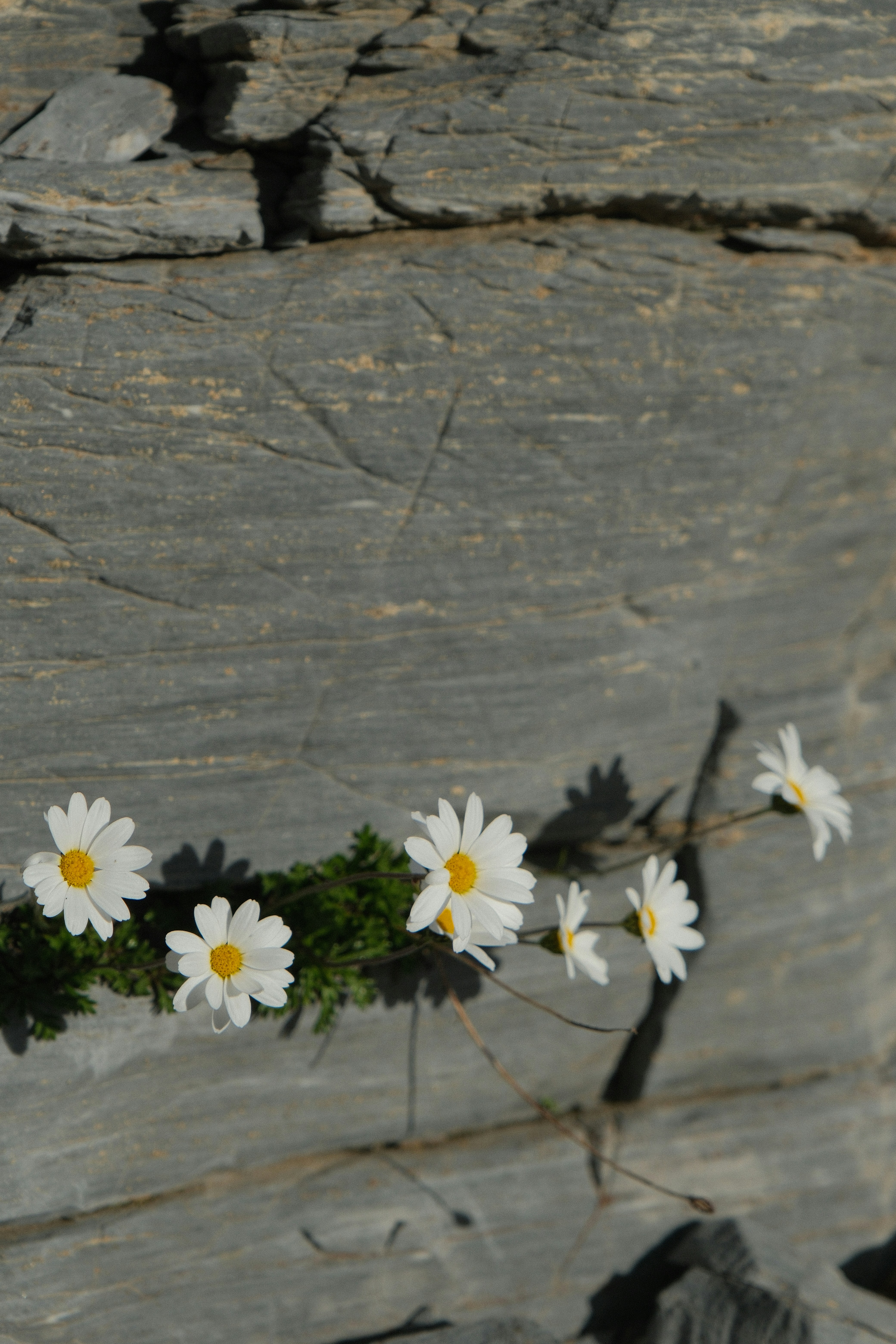 Loosedown of White Daisies along Weathered Rock