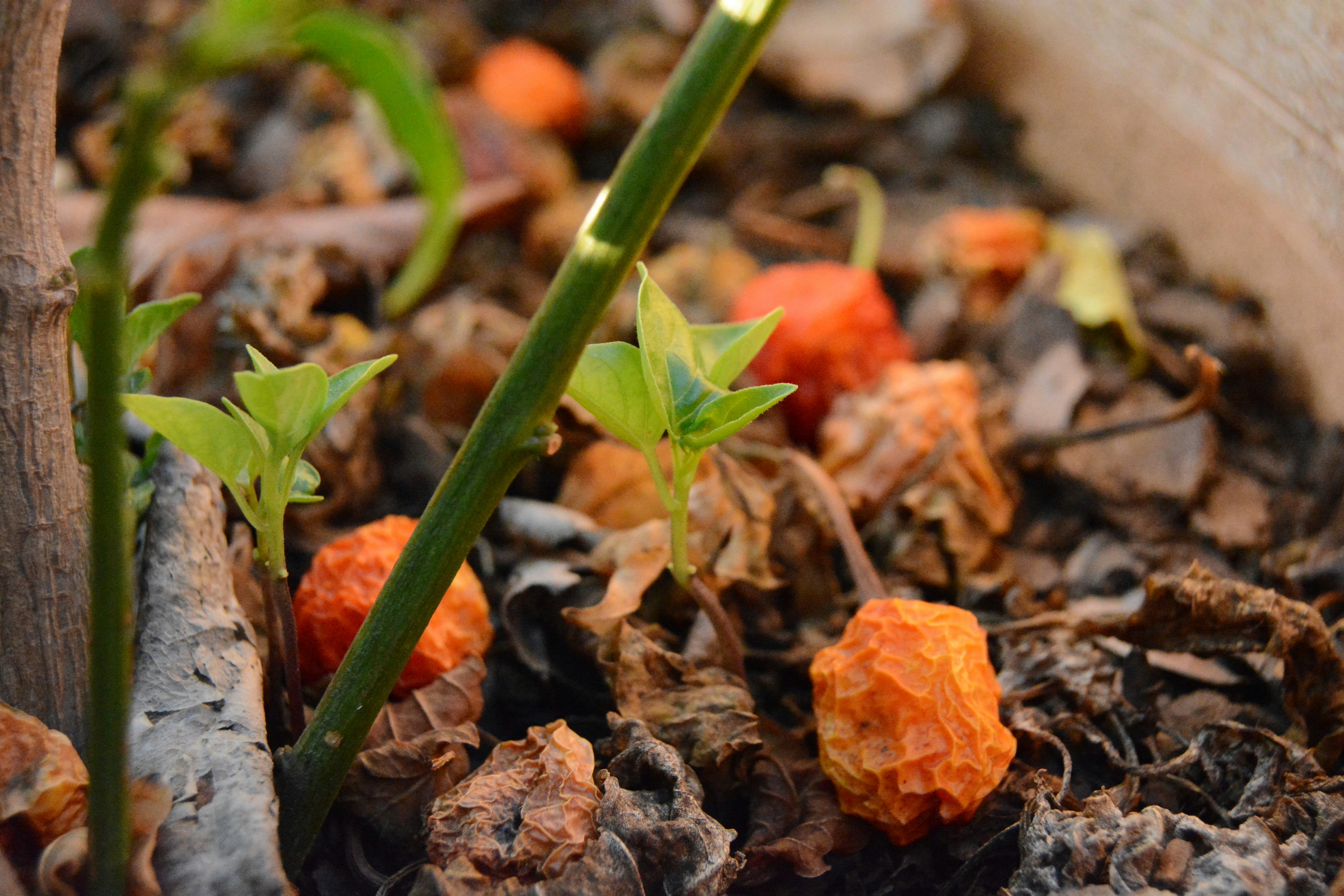 Emerging Green Sprouts Among Cracked Orange Pebbles
