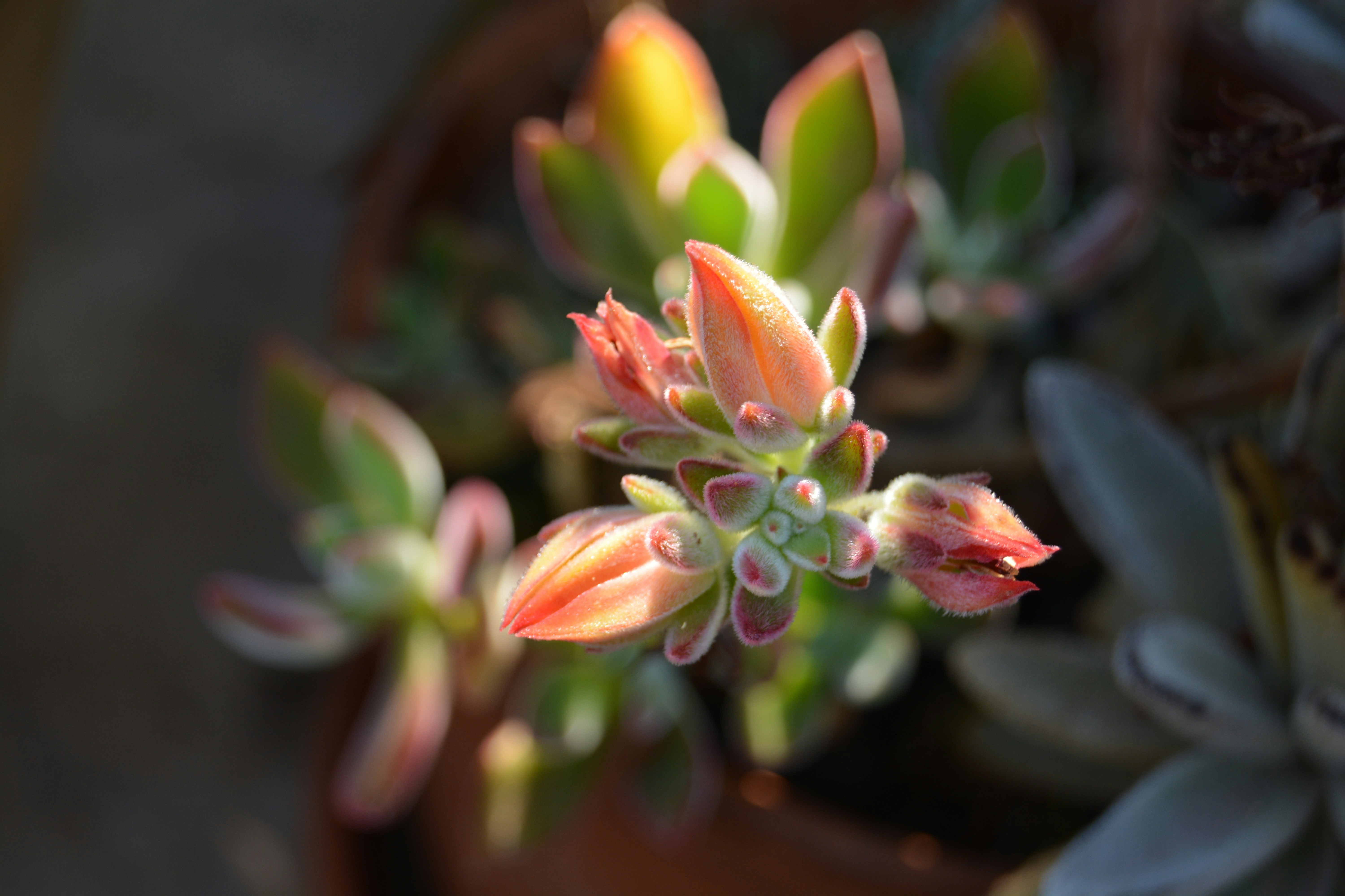 Rosy new growth on a sunlit succulent stem