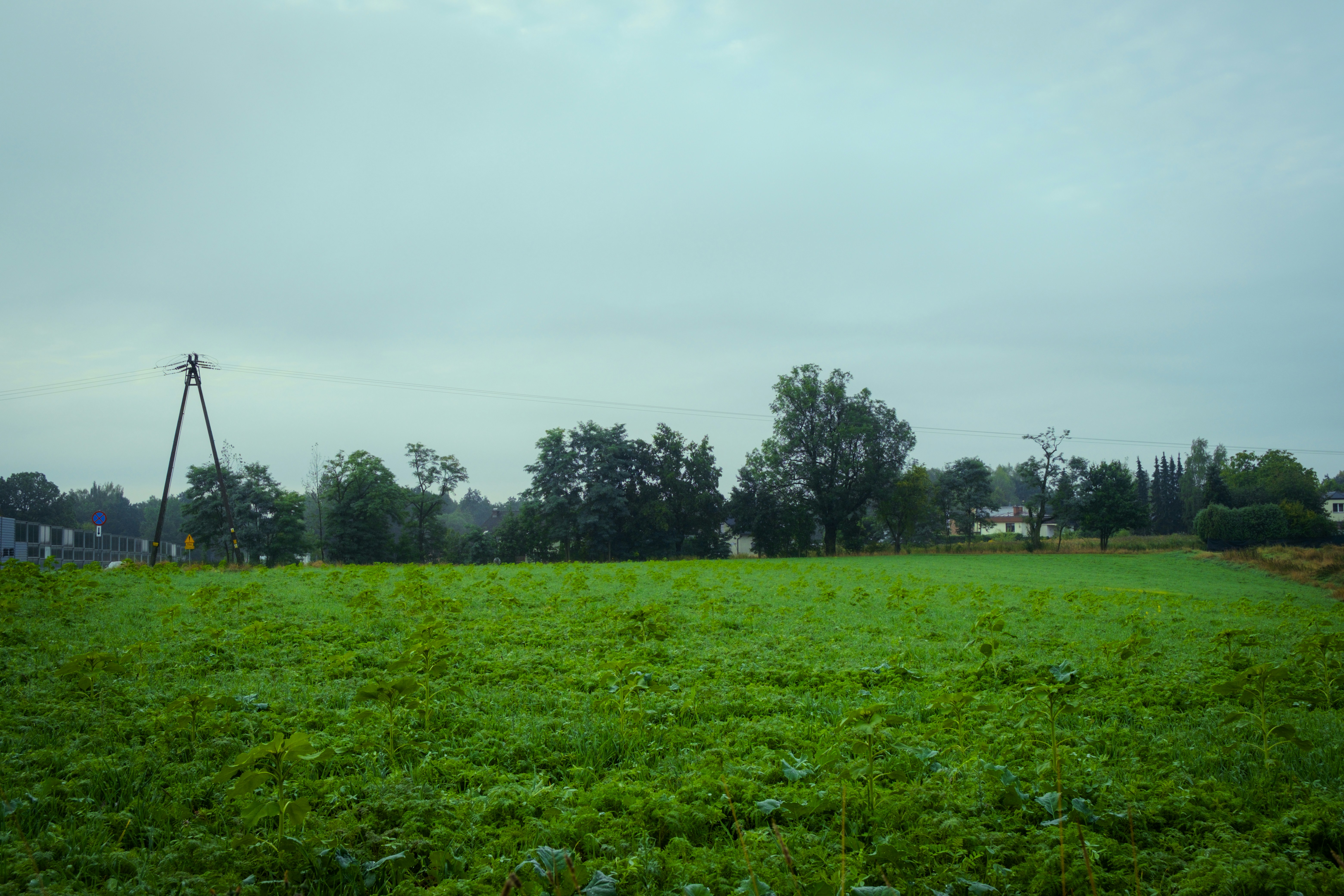 Green field under a cloudy sky with scattered trees and a utility pole on the left. A calm, expansive rural scene highlighting open space and distant horizon.