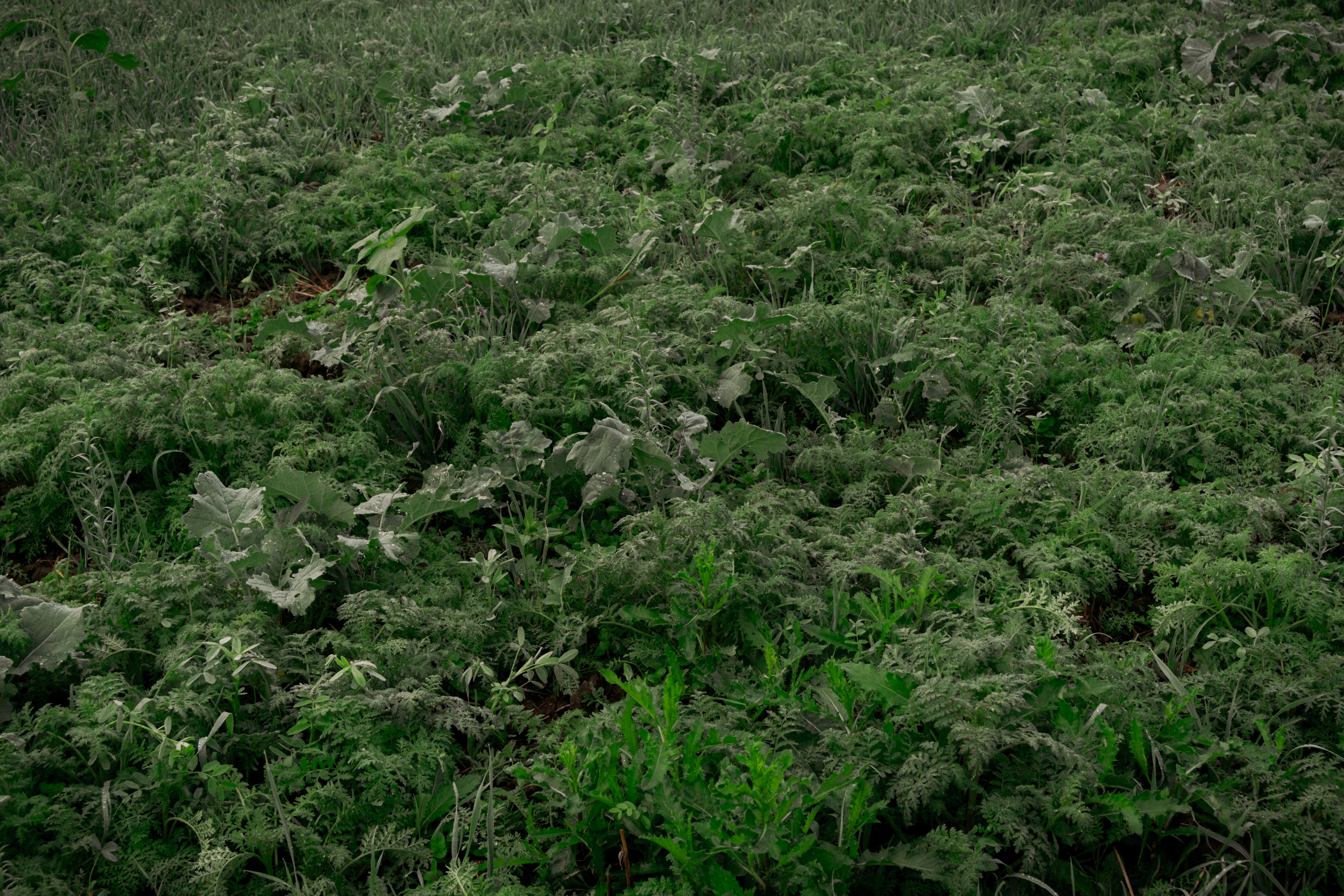 Verdant Sea: Ferns and Low-lying Foliage Stretching to the Horizon