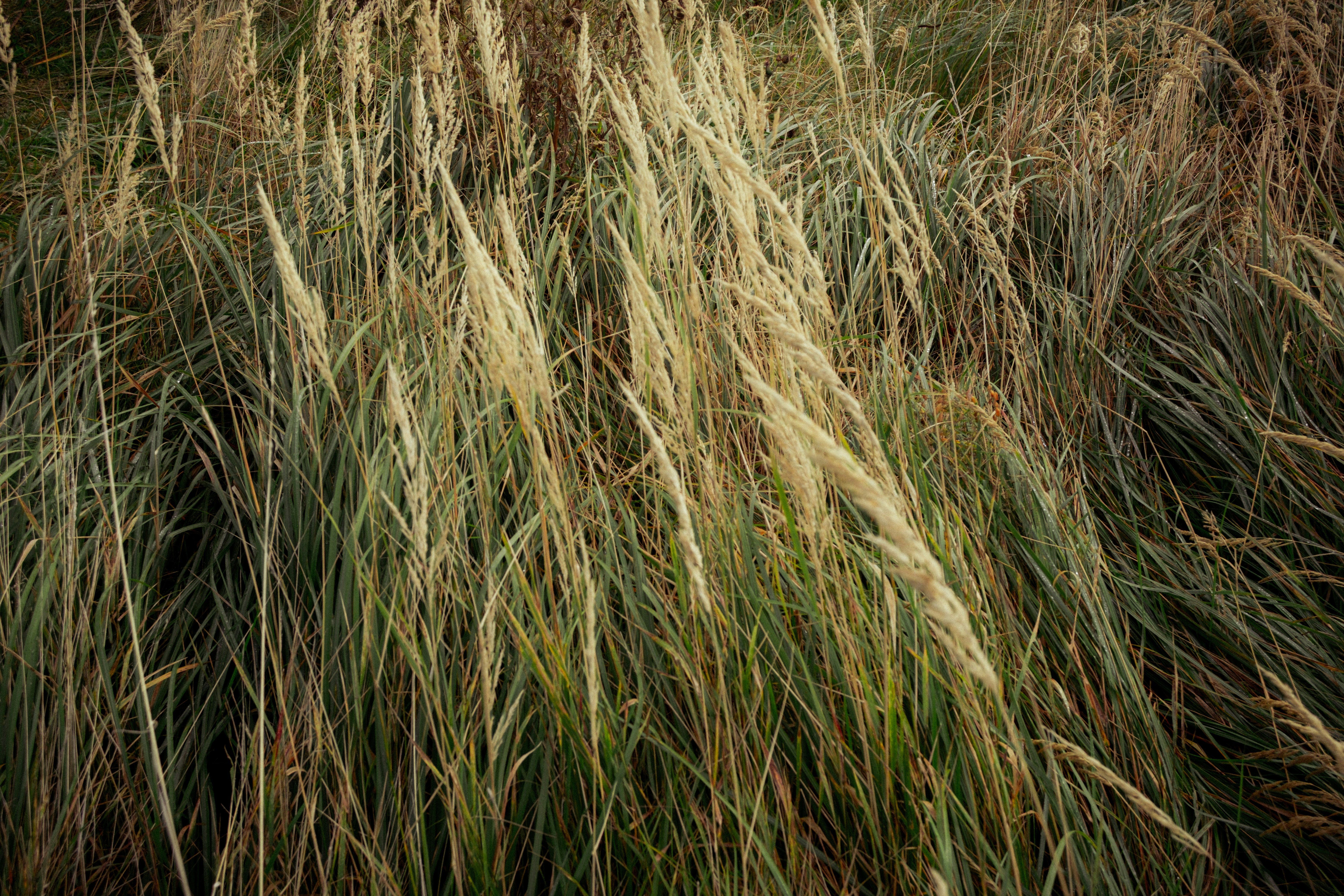 Golden Plumes of the Field: A Close Mass of Weaving Grasses