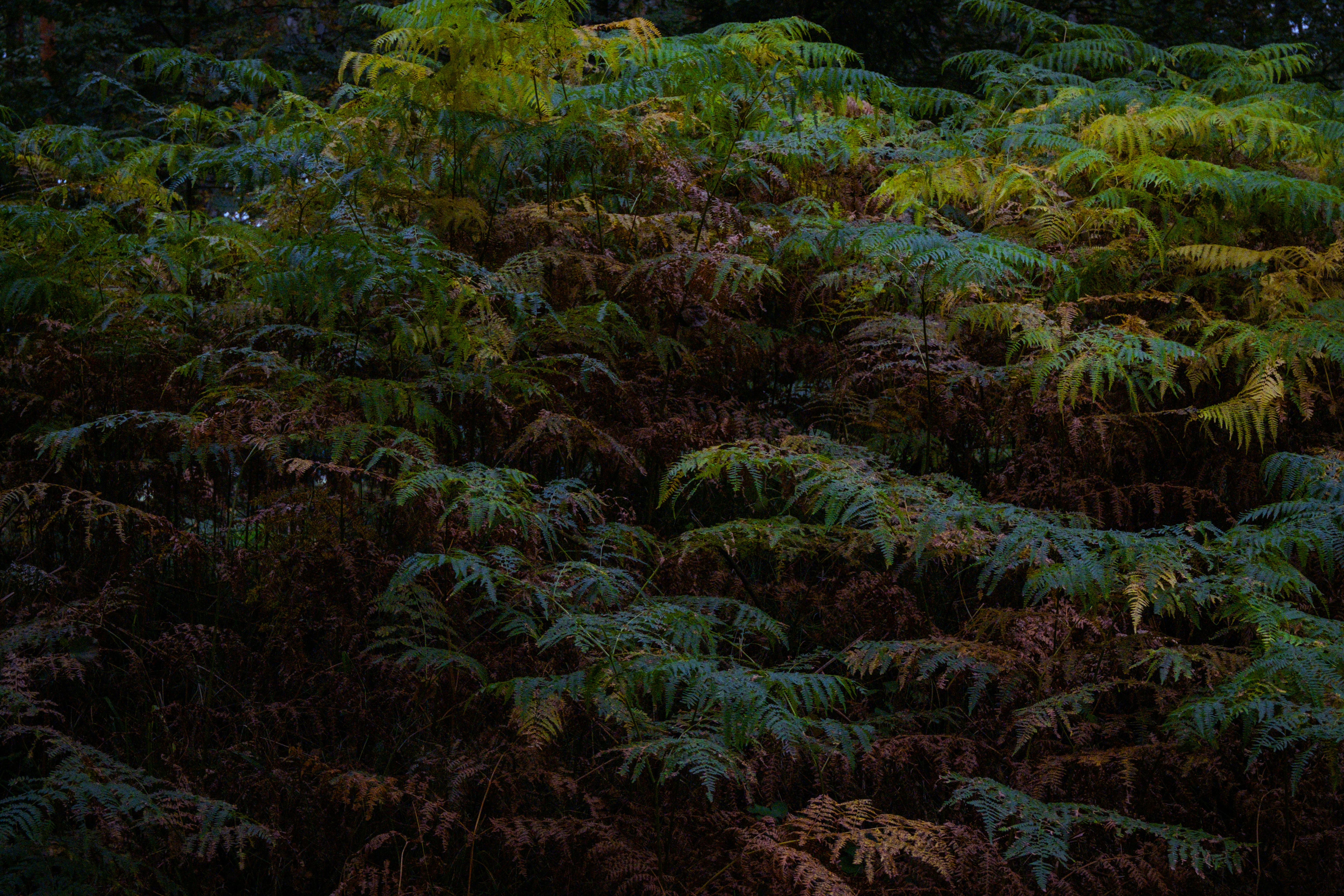 Low Sunlit Fern Canopy in Quiet Understory
