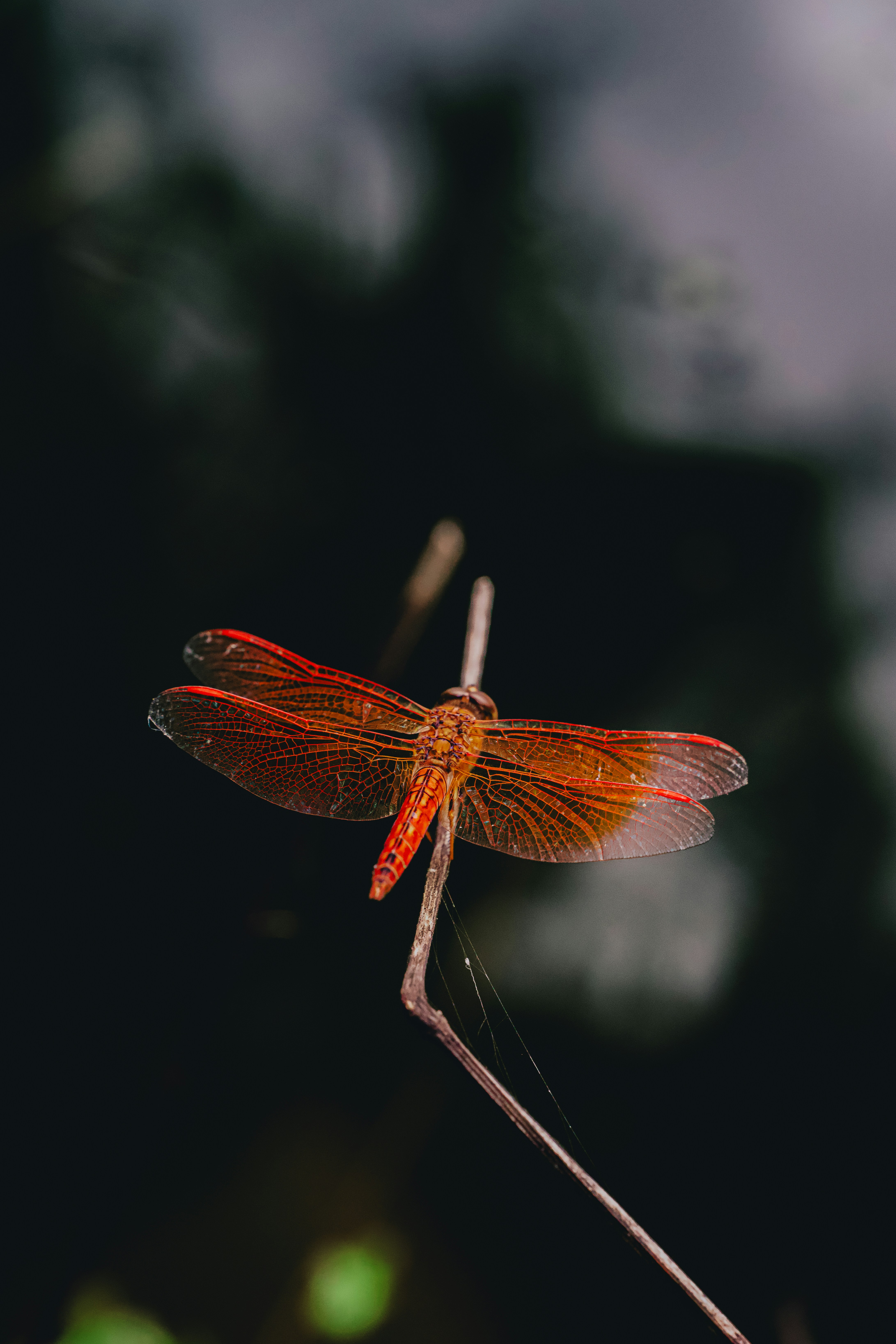Crimson Wings: a Red Dragonfly on a Silvery Thread