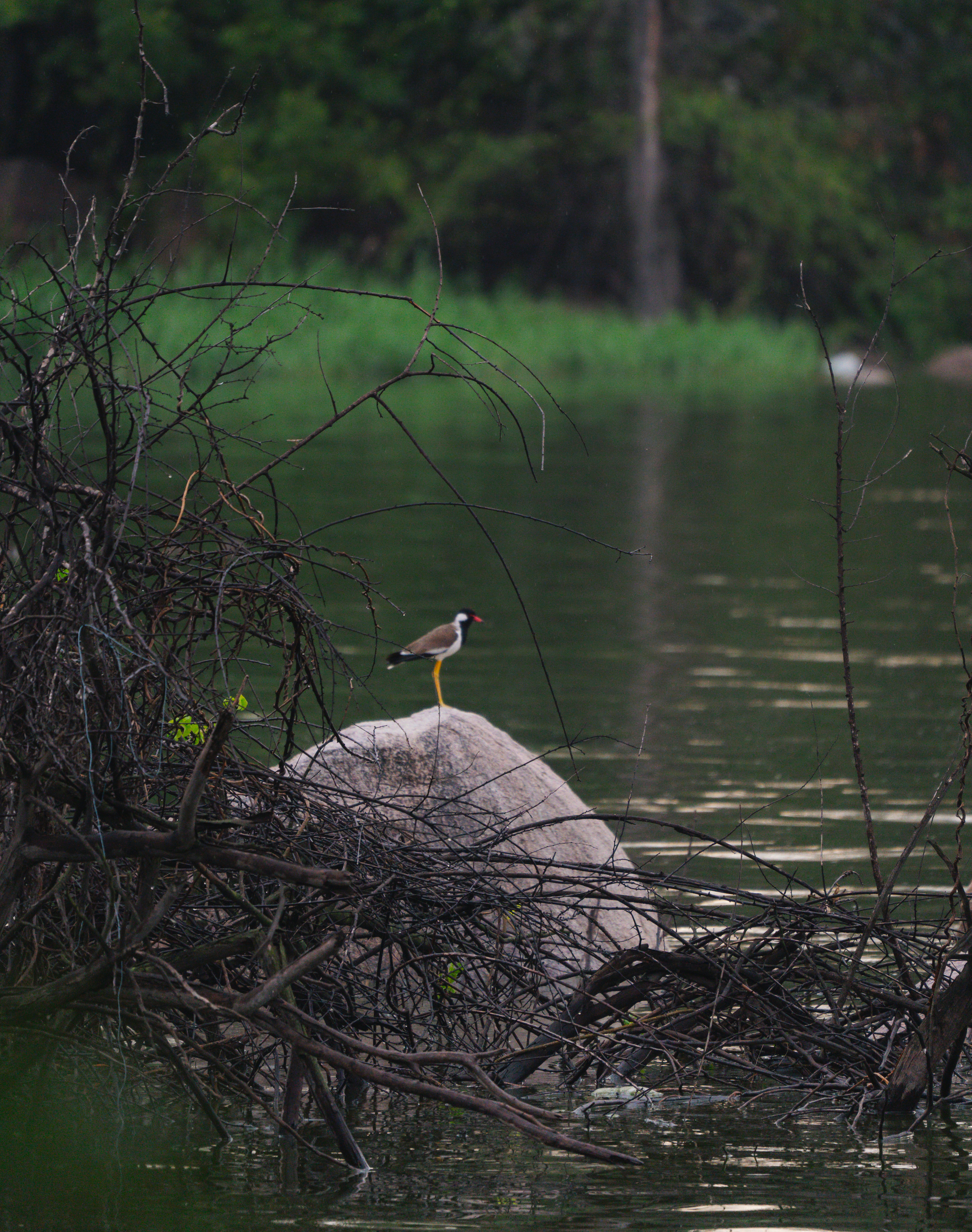 Stilted Watcher: A lone avocet on a sunlit rock among tangled limbs