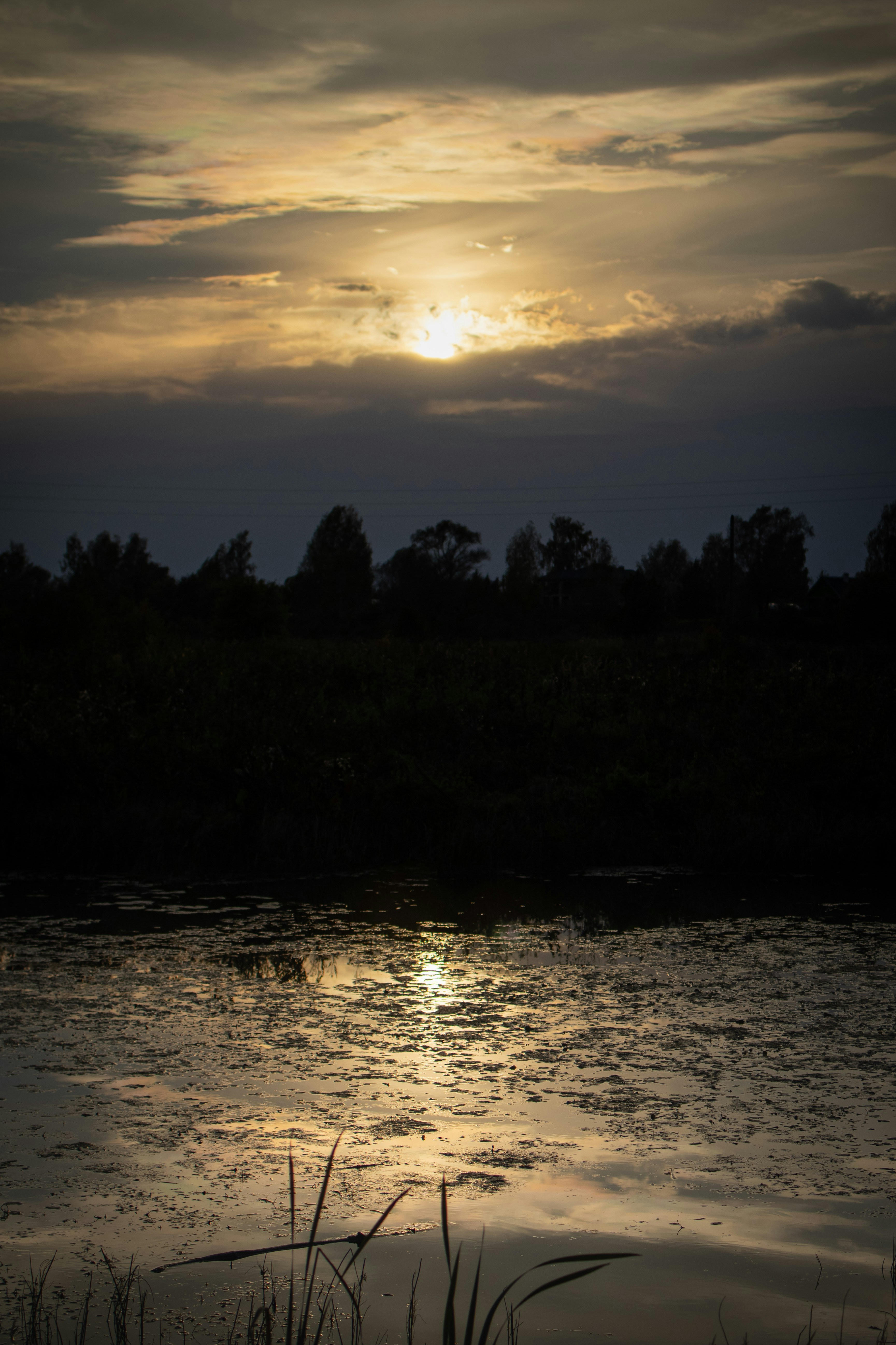 Sunlit calm: silhouettes and reflections at sunset over quiet reeds