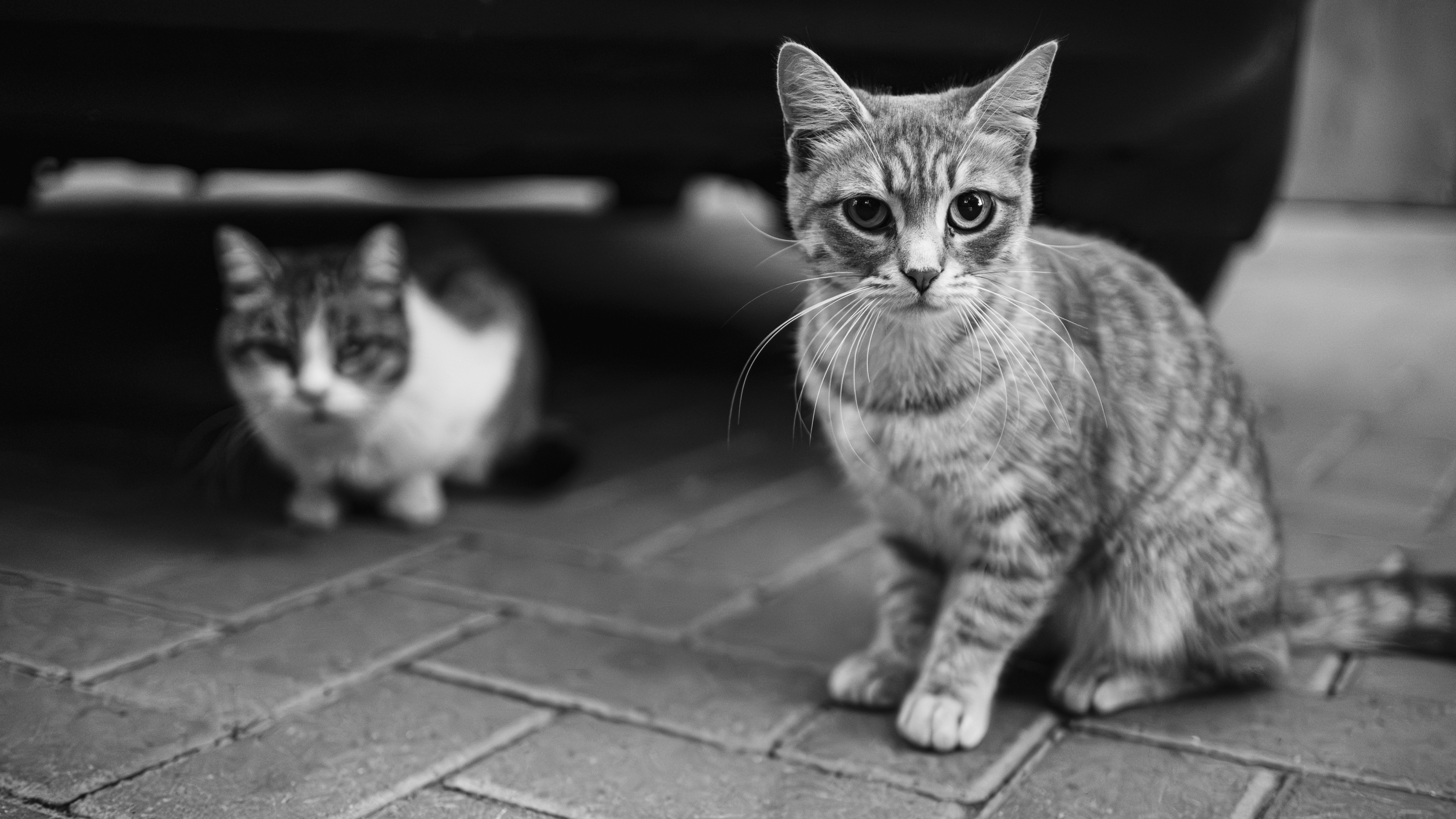 Curious Tabby at the Edge of the Frame