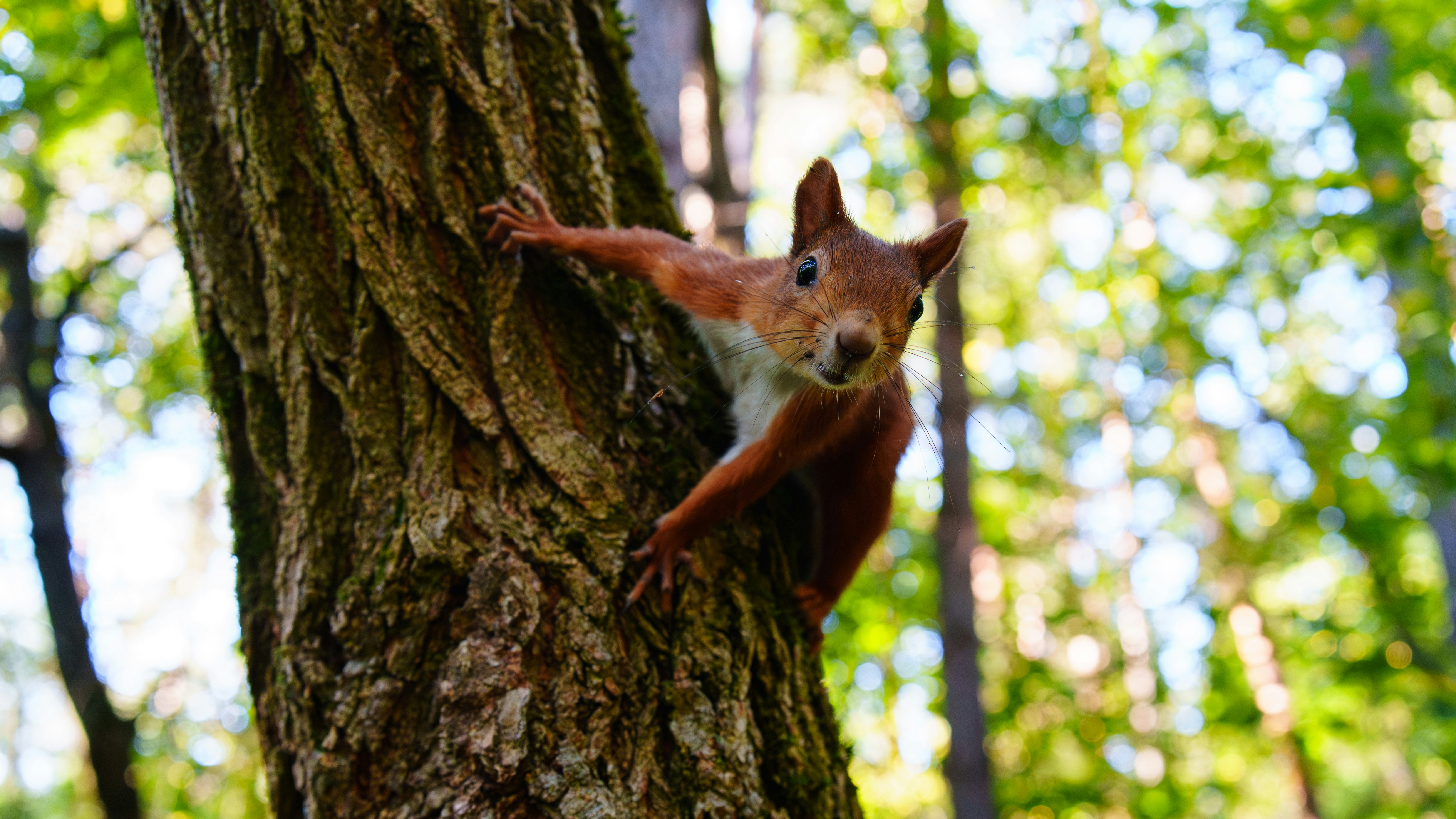 Squirrel Clings to Bark: A Moment of Forest Acrobatic Pause