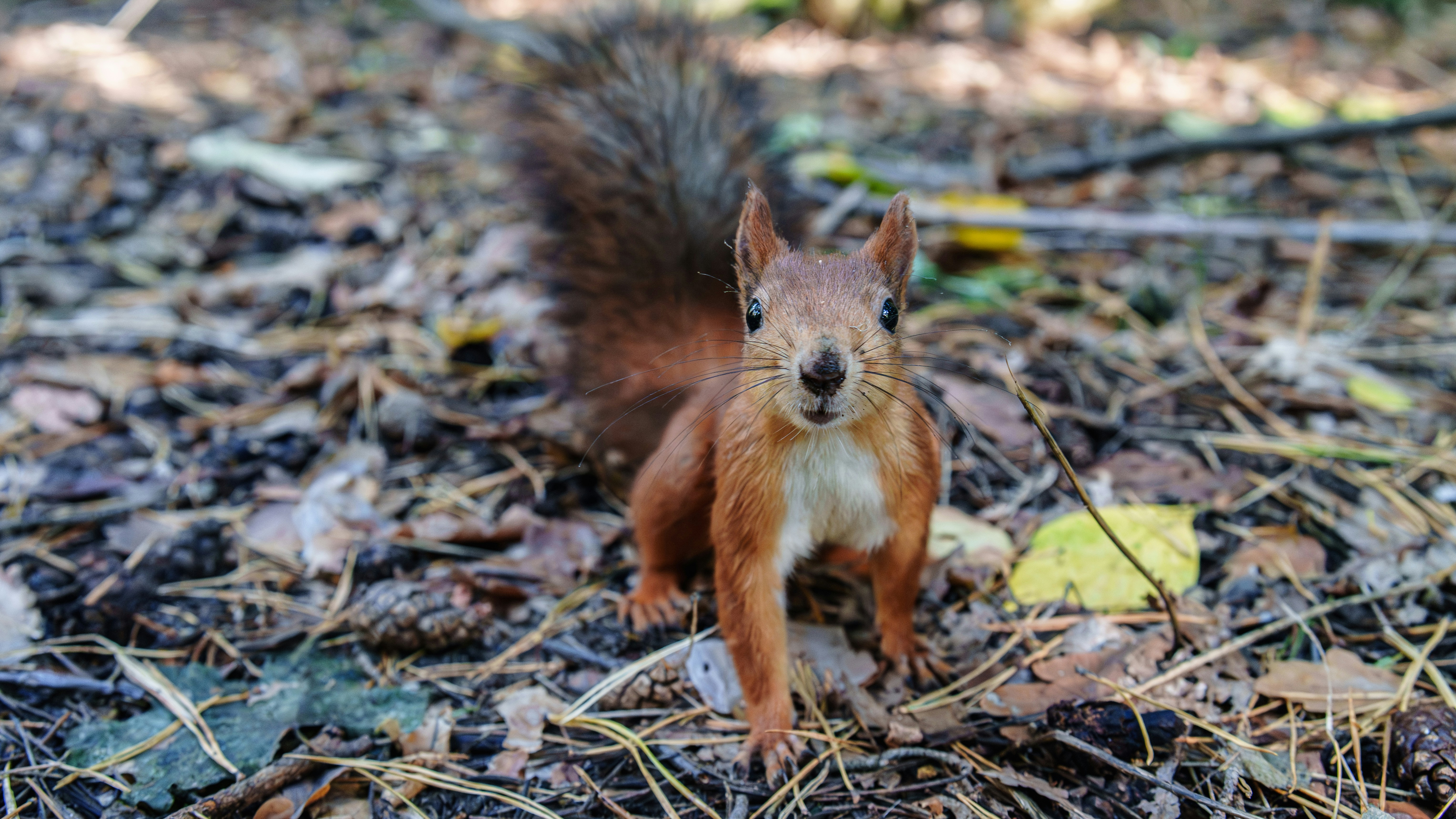 Curious Woodland Acrobat: Squirrel Mid-Preparation in Leaf-Litter
