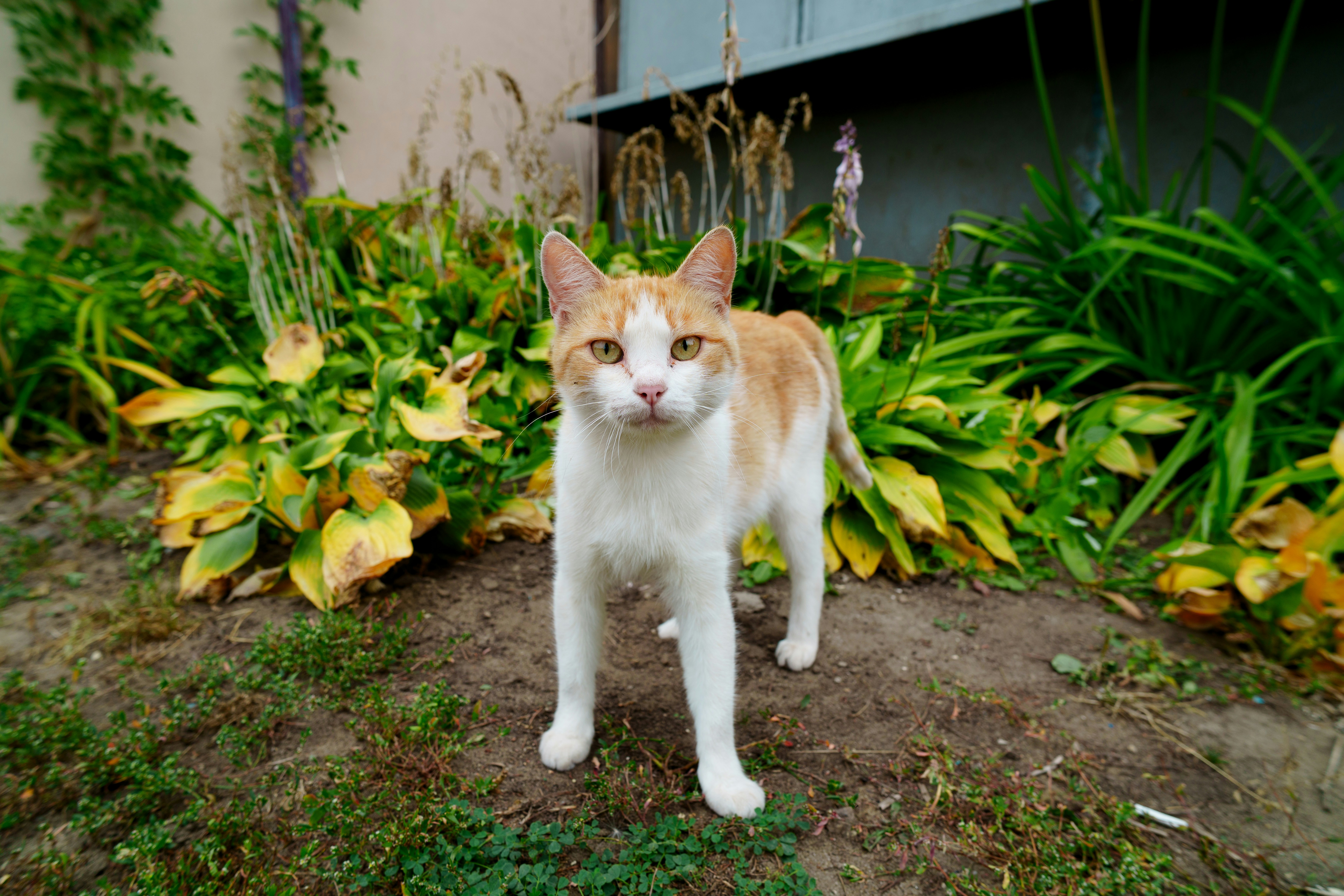 Pop-eyed Traveler: A Curious Cat in a Garden Border