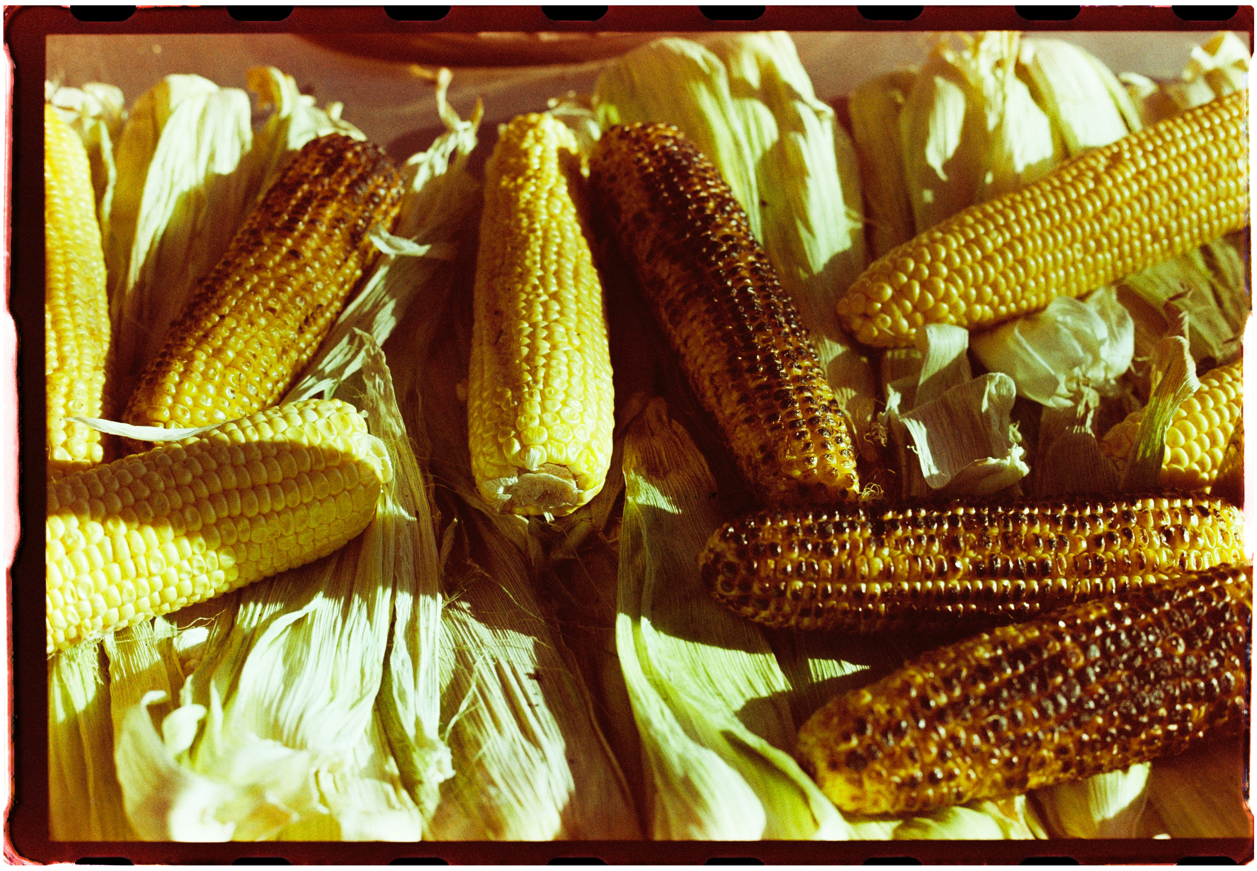 Golden Harvest Of Charred Silk: Evening Corn on the Cob