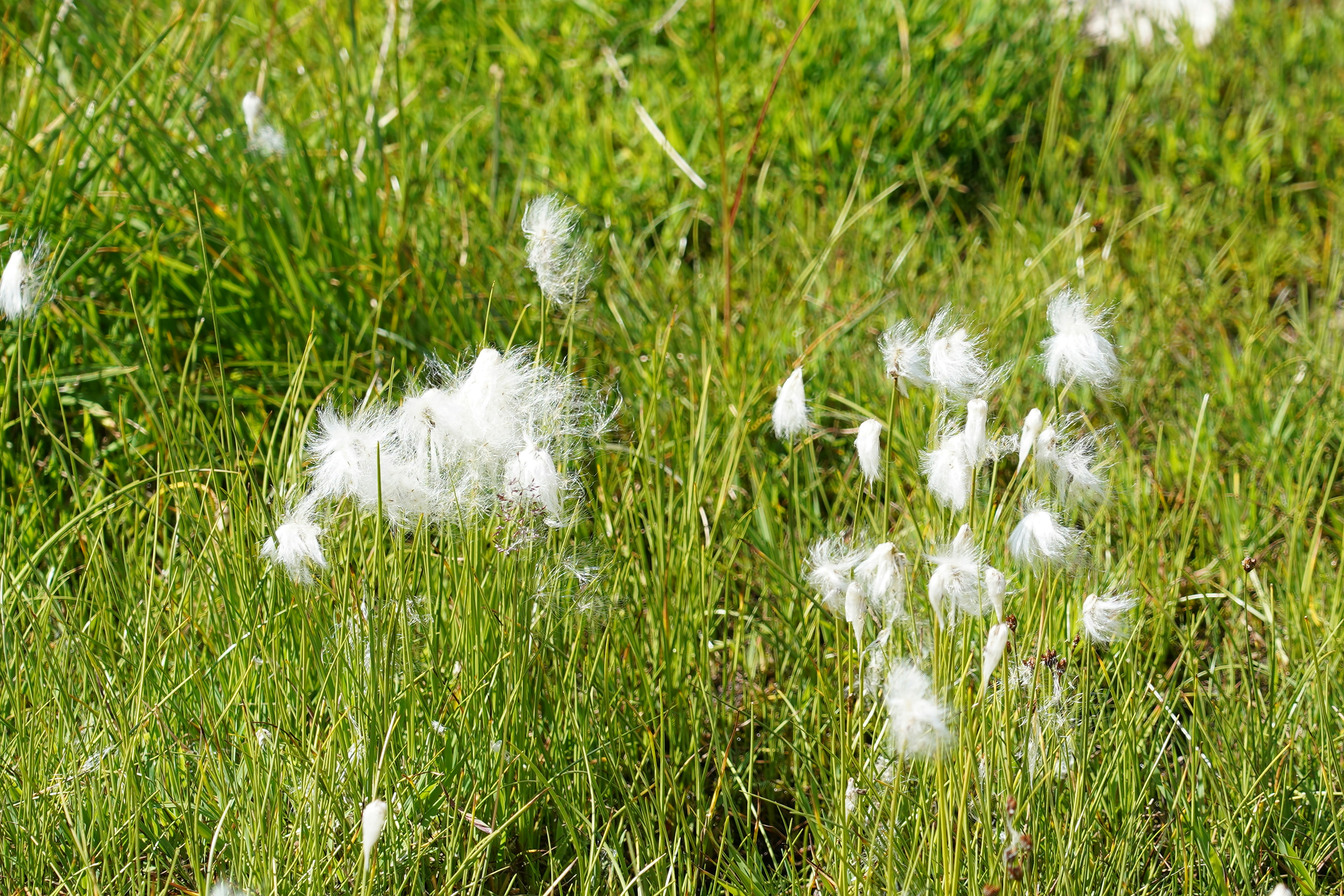 Whispers in the Meadow: Dandelion Seed Clusters in Afternoon Light
