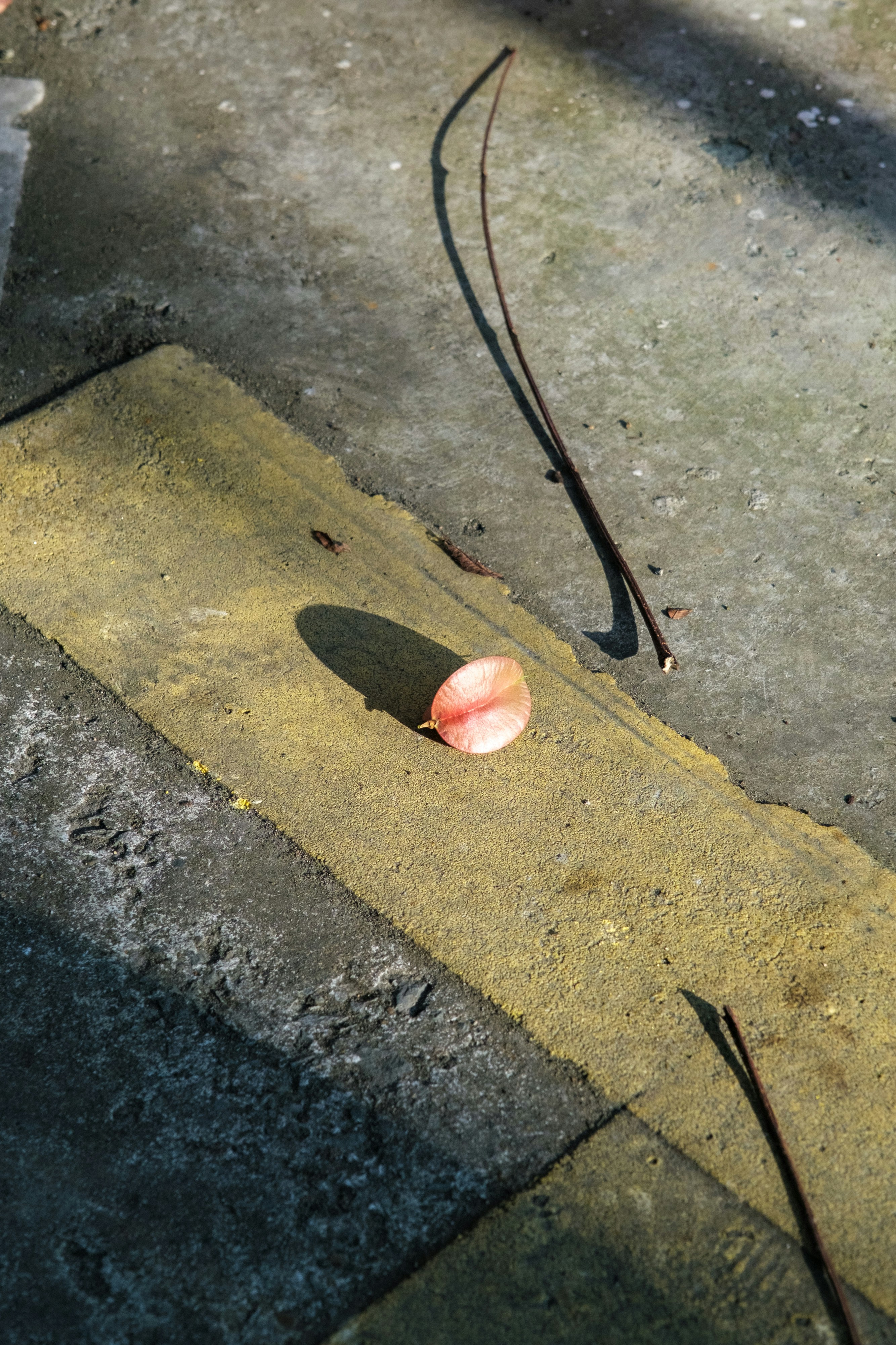 Small pink pebble on a sunlit curb with a slender shadow cast nearby; a few dried stems lie across textured concrete, creating a minimal, tactile street-detail scene.