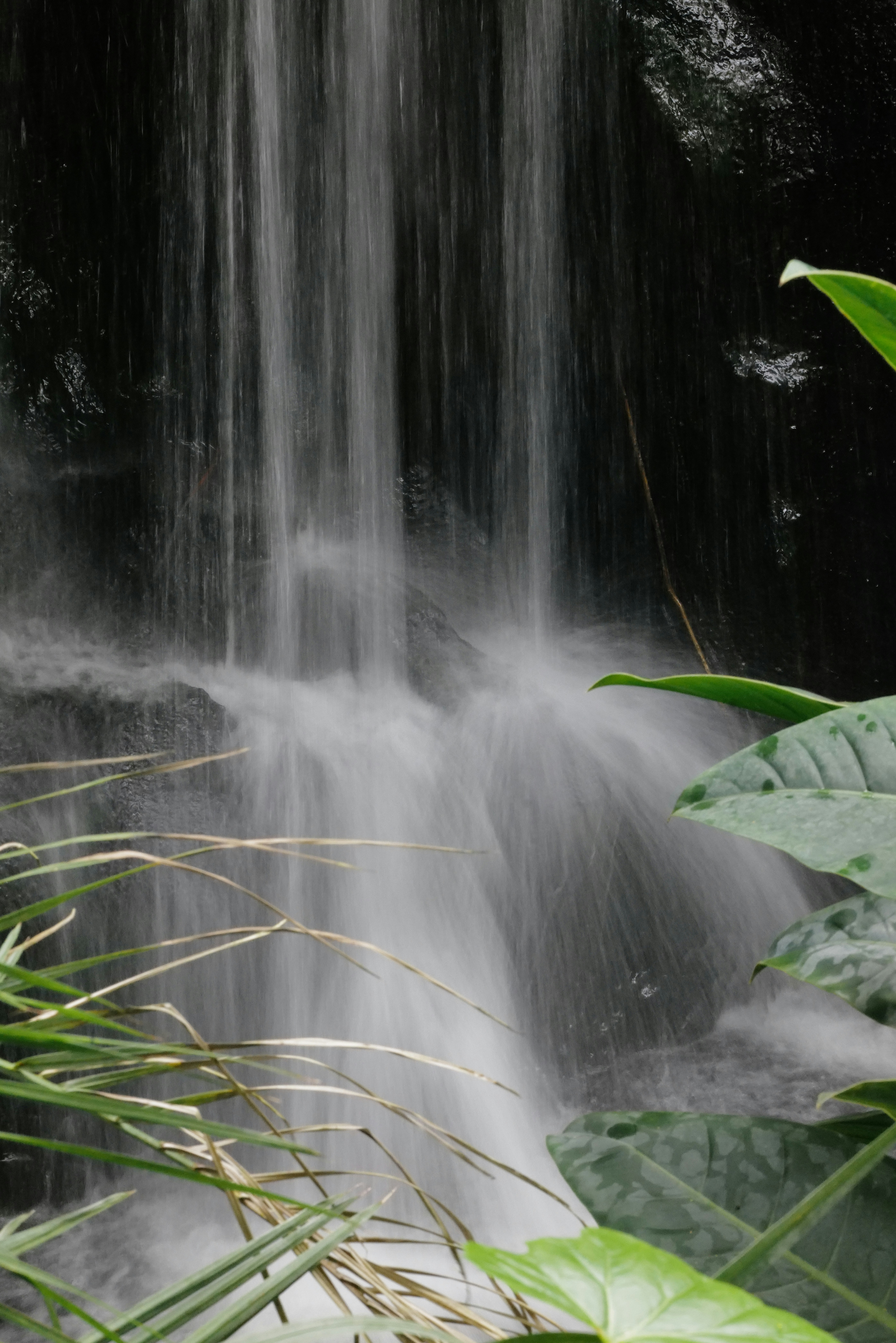 Treetop Veil over a Cascading Hidden Falls