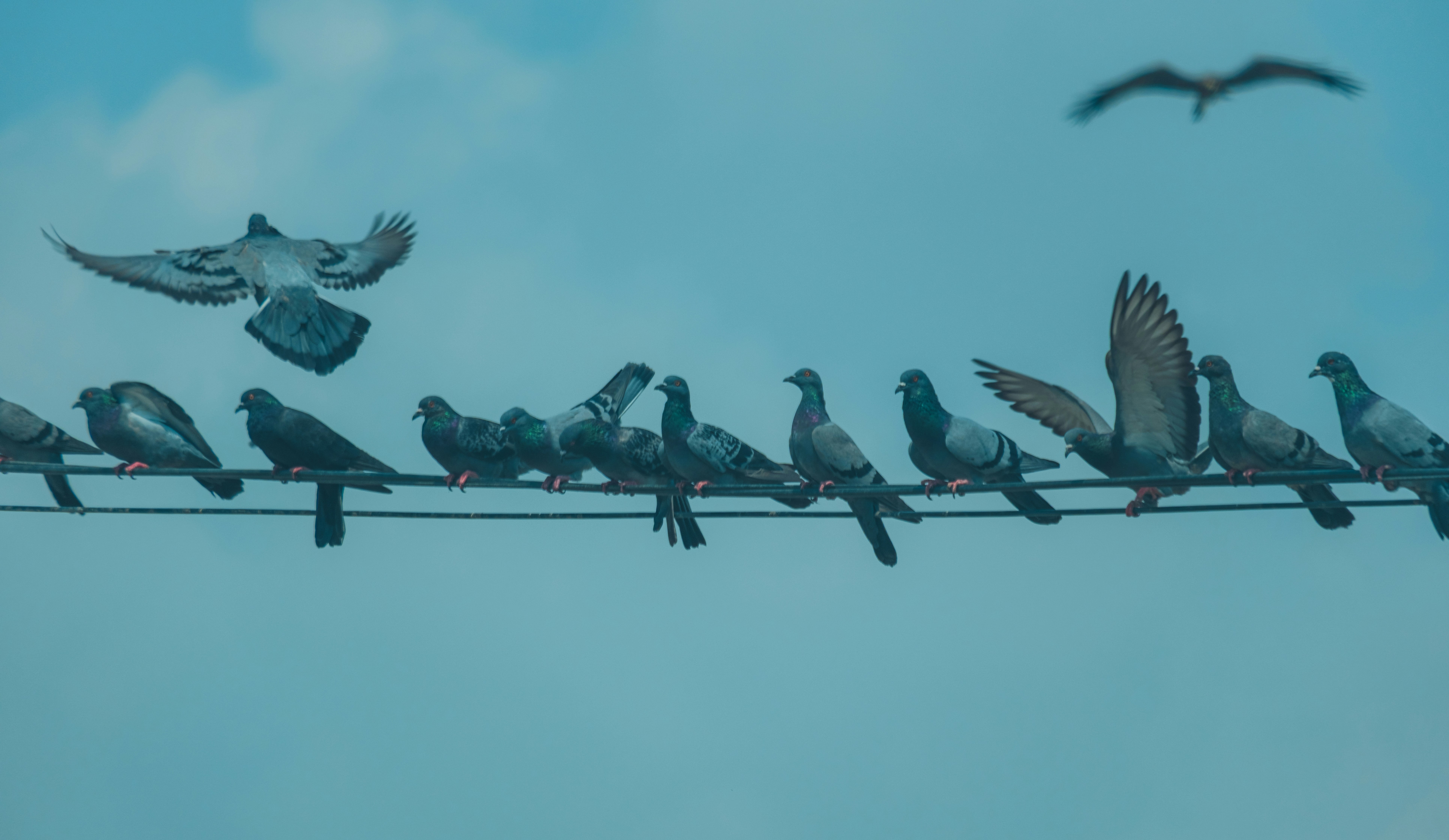 Line of Wings: Flock on a Cable Against a Pale Sky