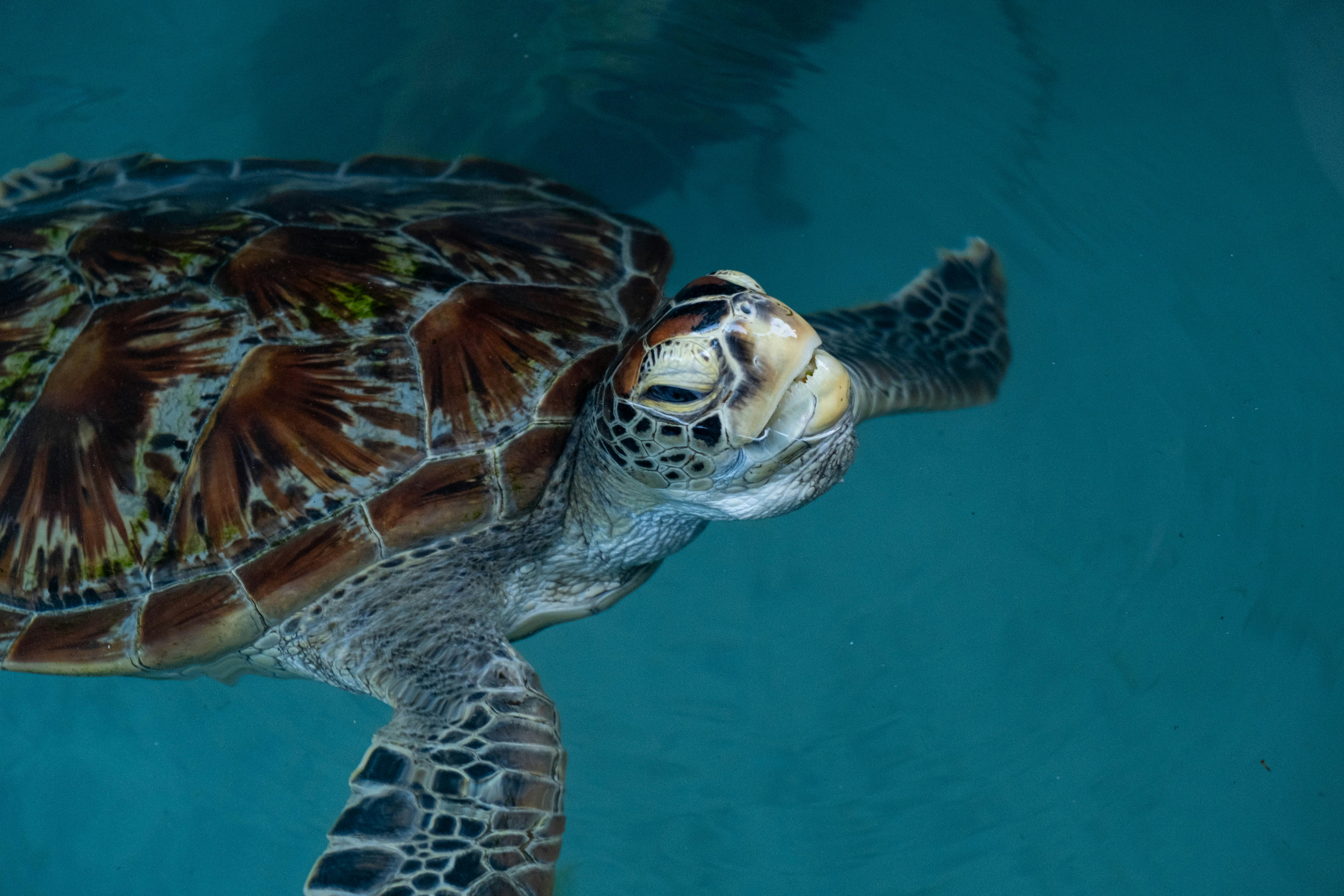 Sea turtle
