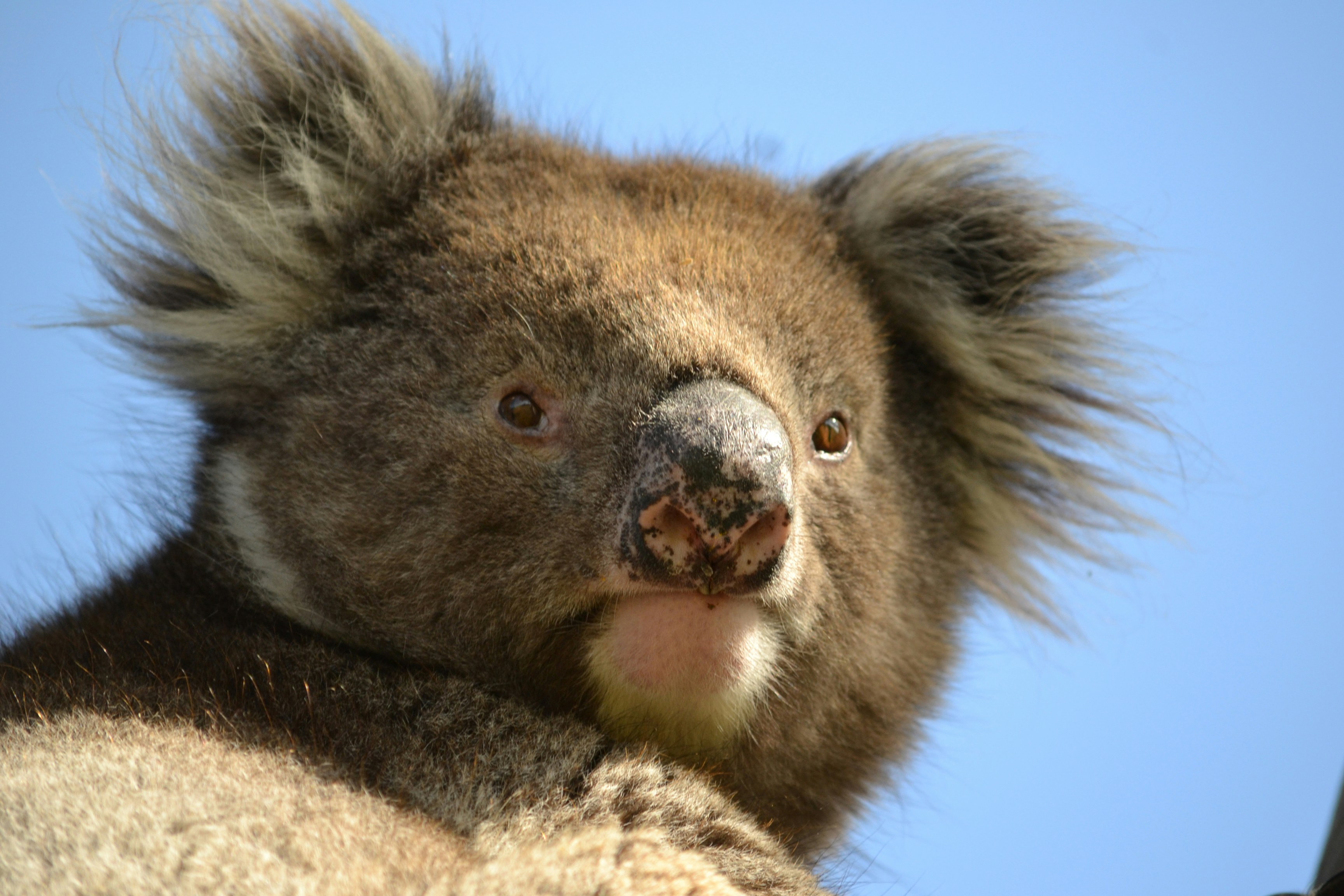 Close-Up of a Curious Koala Face Under Clear Blue Sky