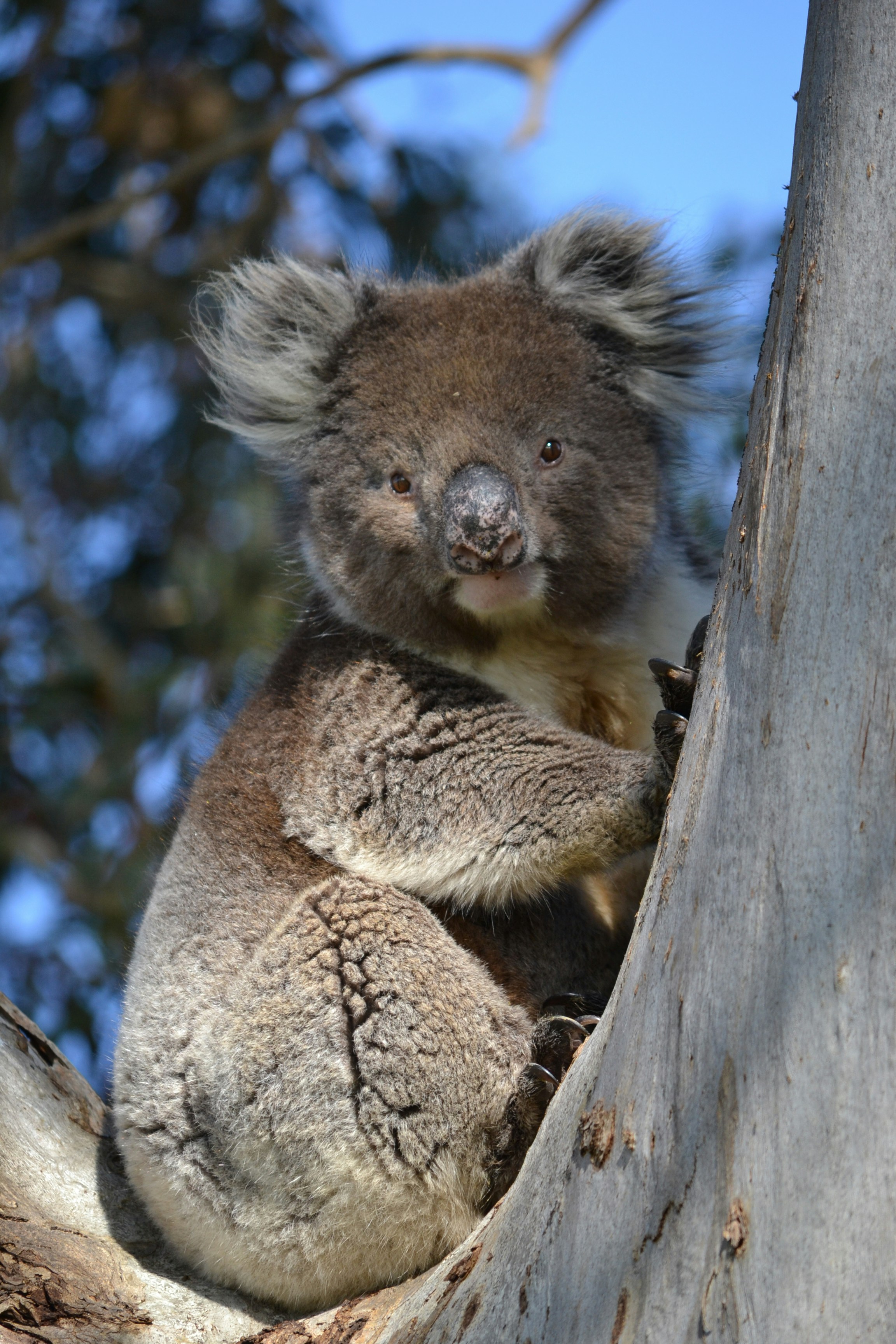 Curious Koala Clinging to a Weathered Tree Trunk