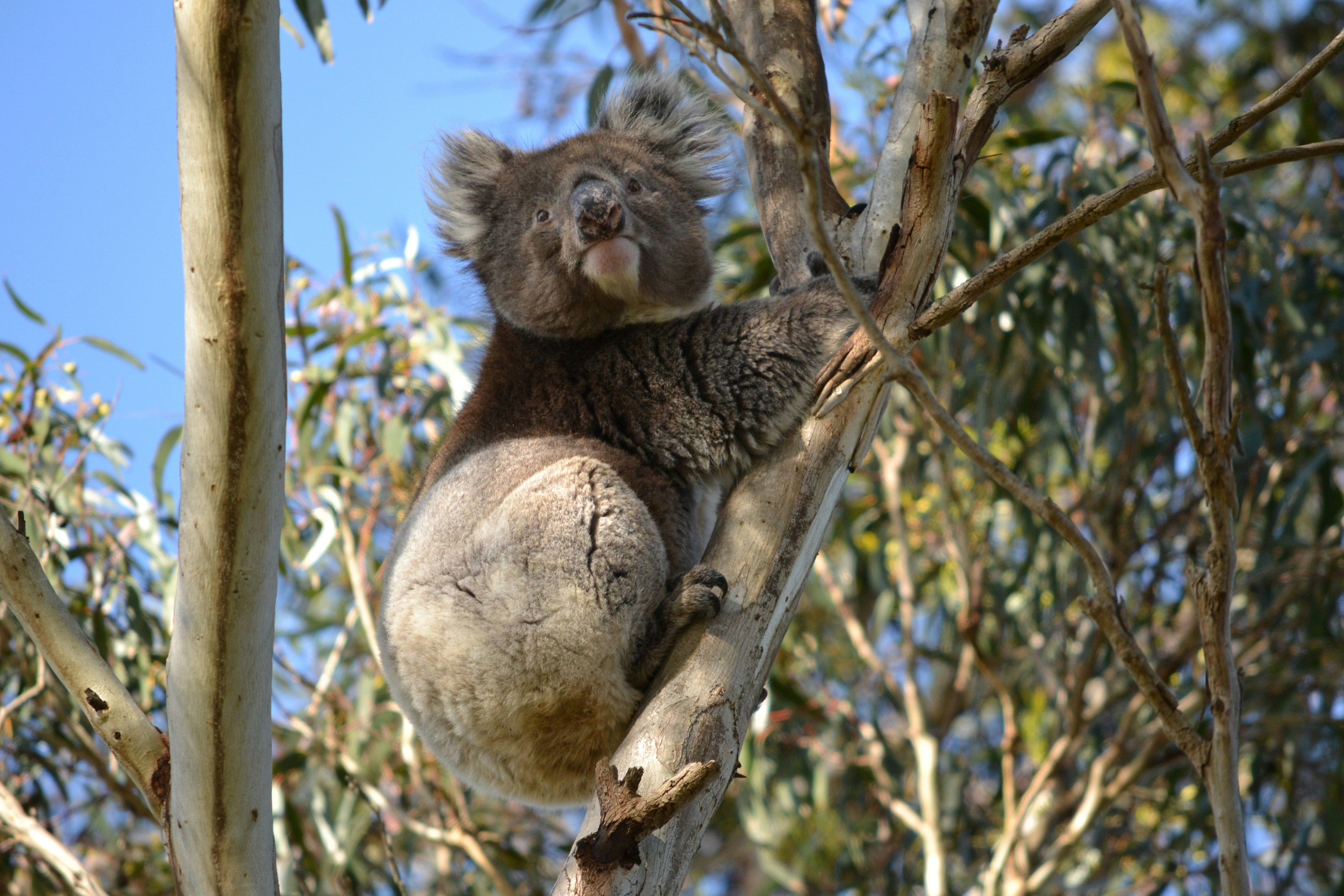 Snoozy Koala Clinging to a Sunlit Eucalyptus