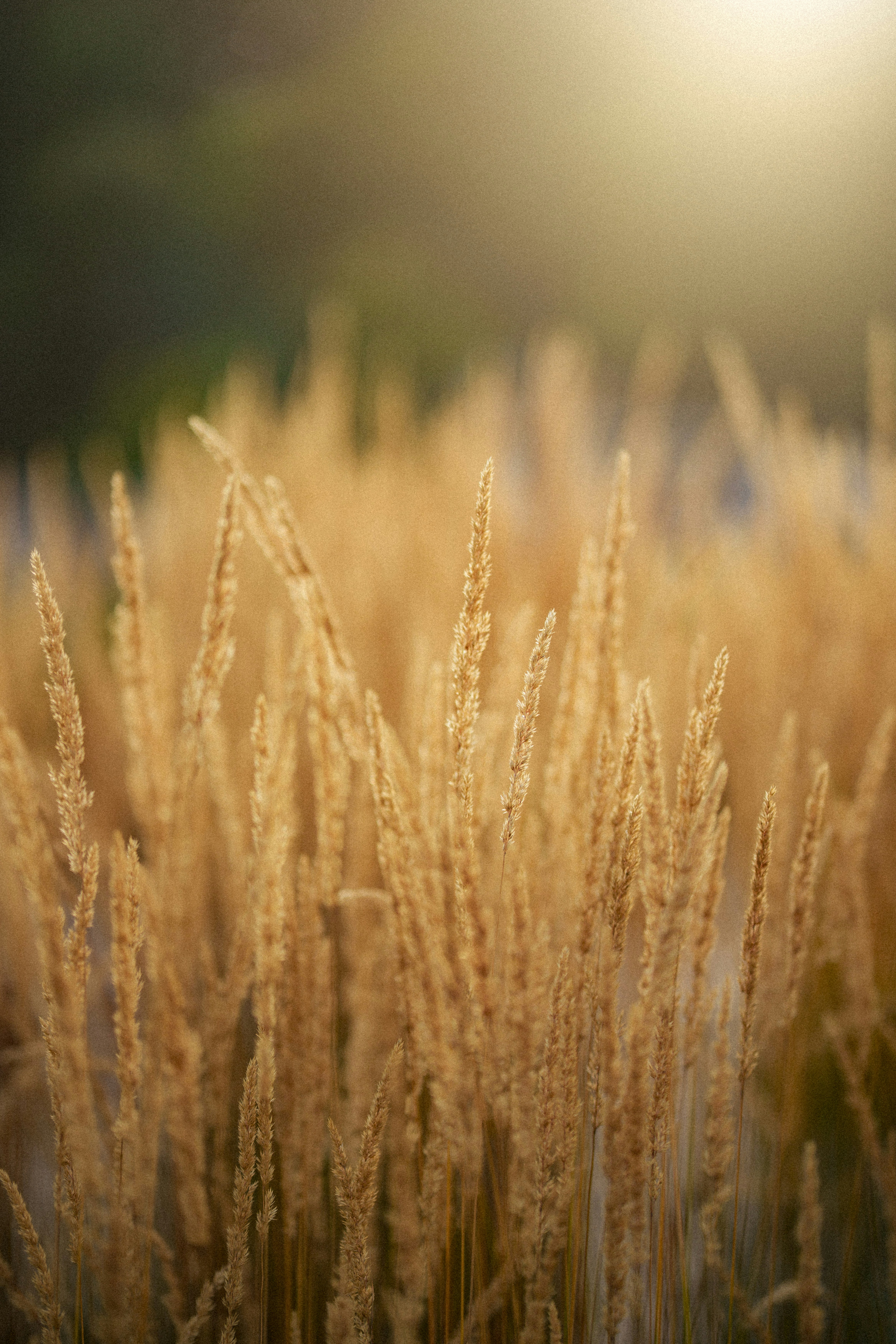 Golden Field: Backlit Reed Heads in Quiet Autumn Light