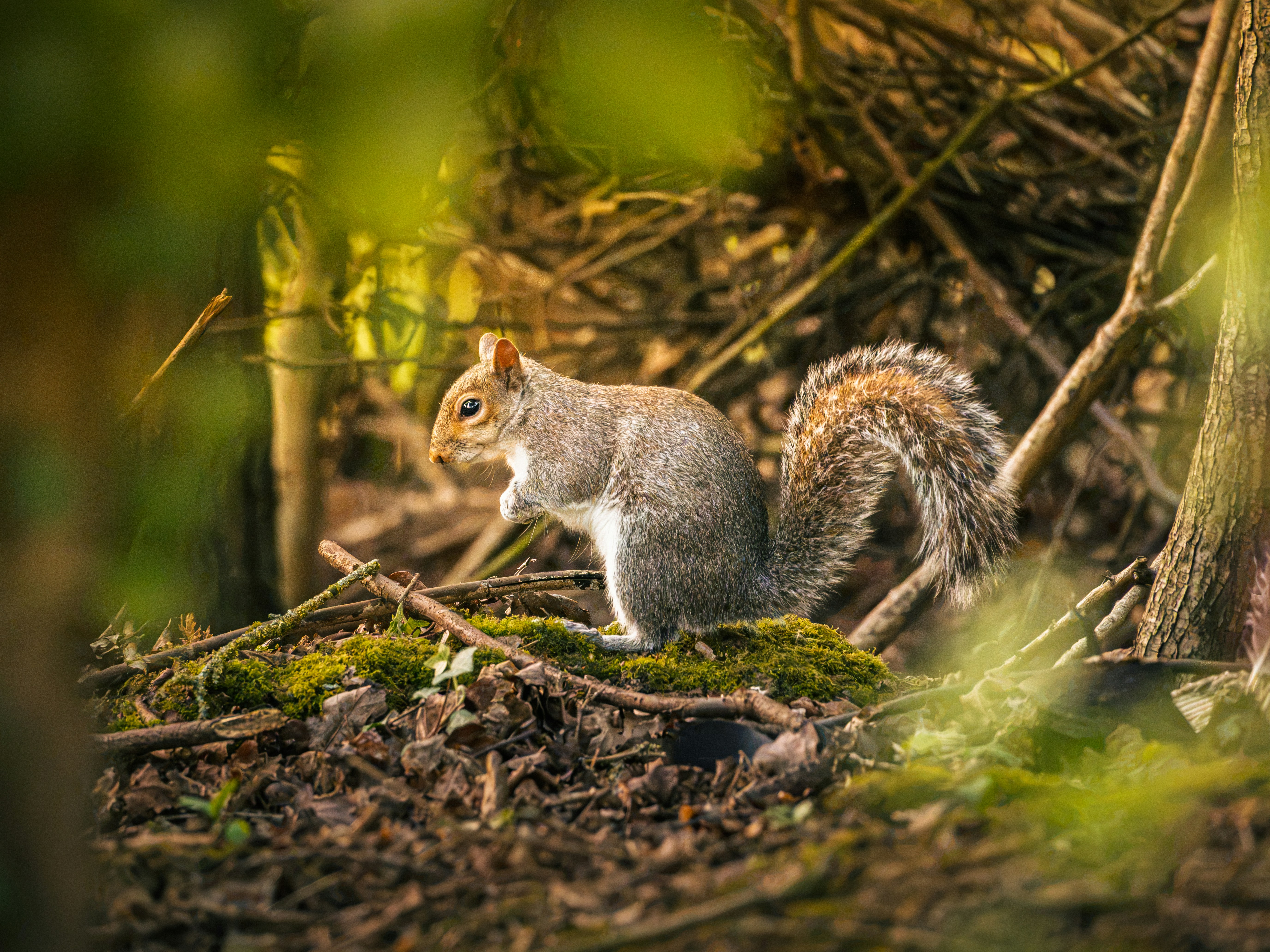 Squirrel Sentinel on Mossy Forest Floor