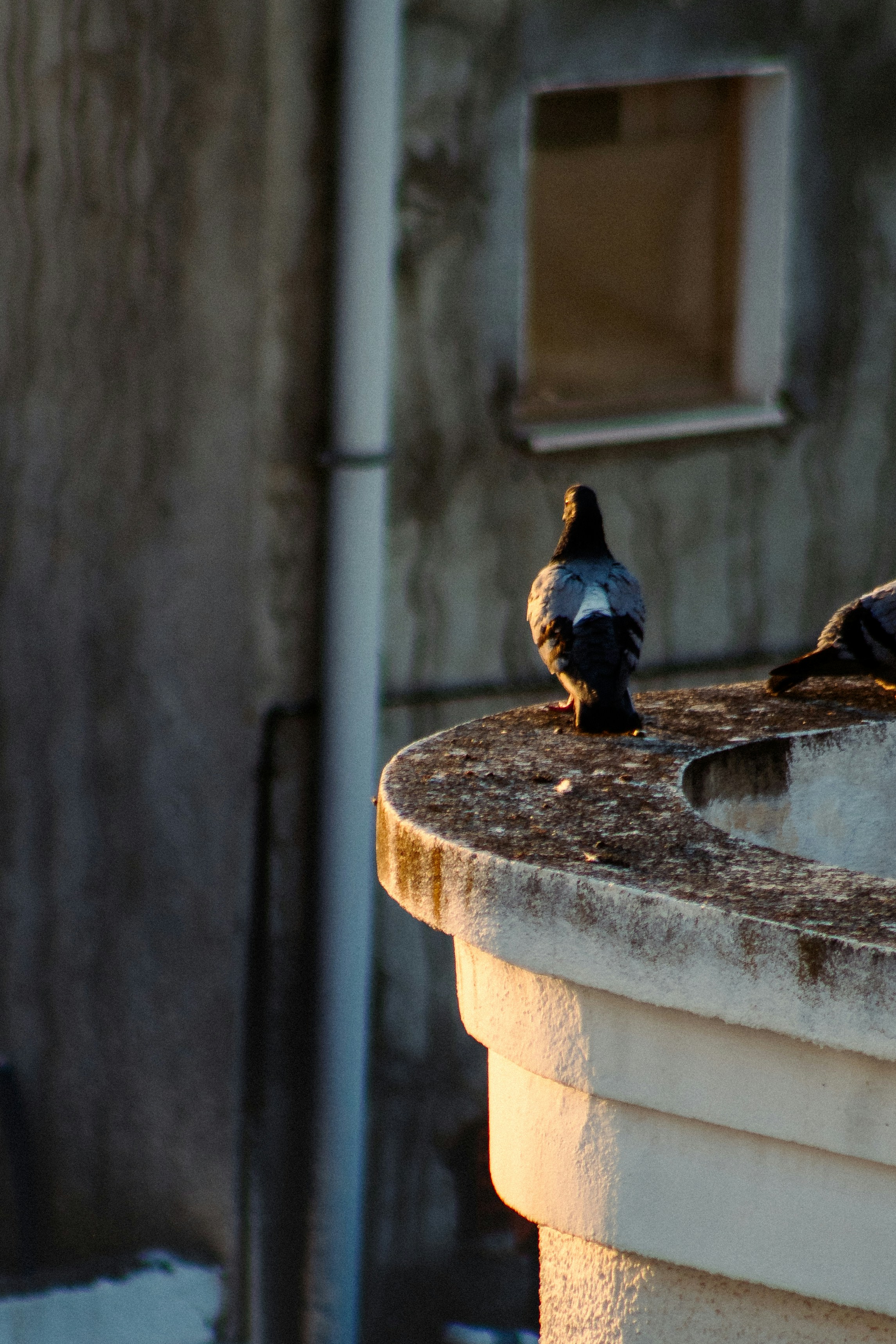 Concrete Rooftop Sentinel: A Pigeon Perched by Morning Light