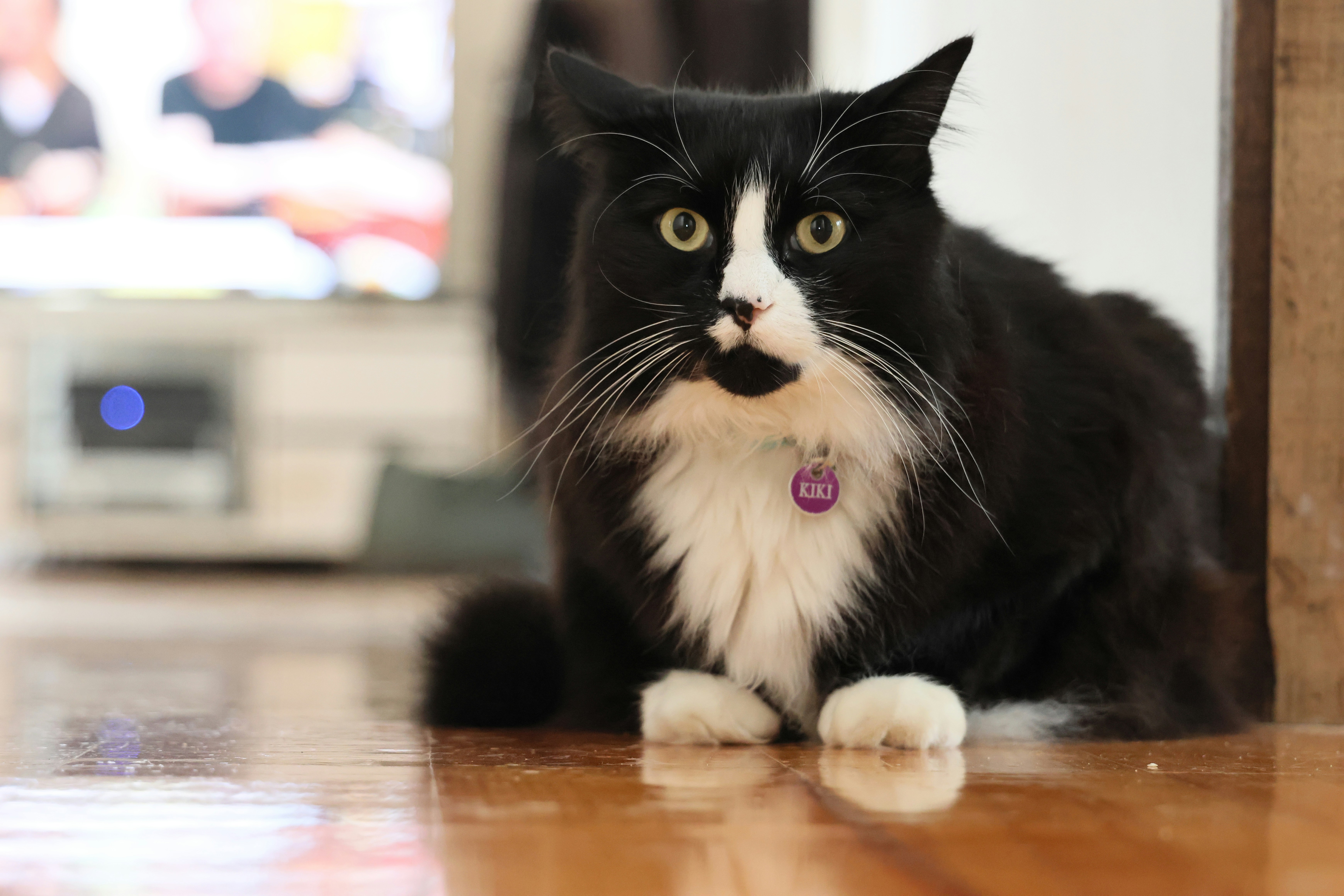 A black-and-white cat with a purple tag lounges on a polished wooden floor, focus drawn to its amber eyes against a softly blurred domestic background.