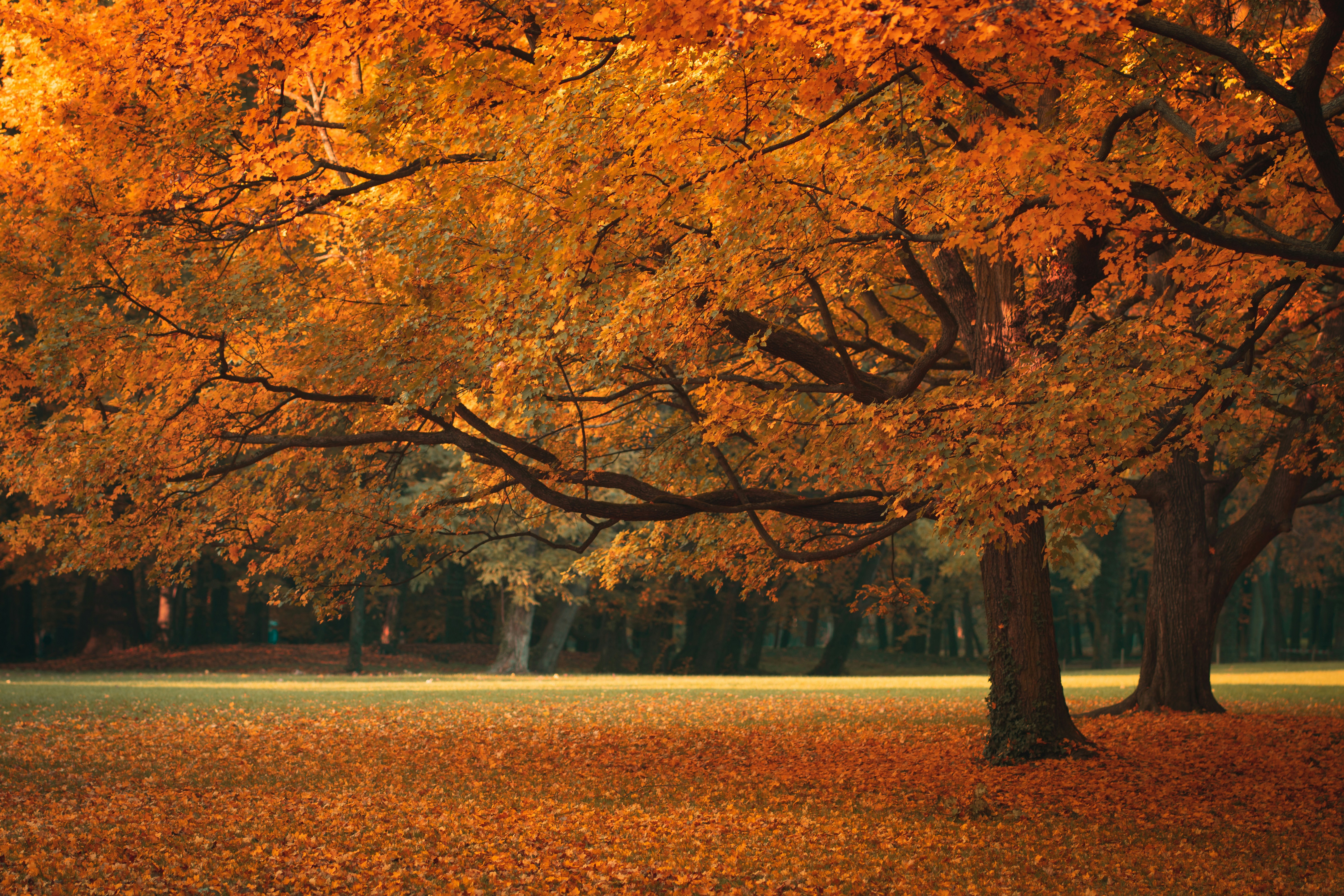 Autumn Canopy Over a Leaf-Cushioned Lawn