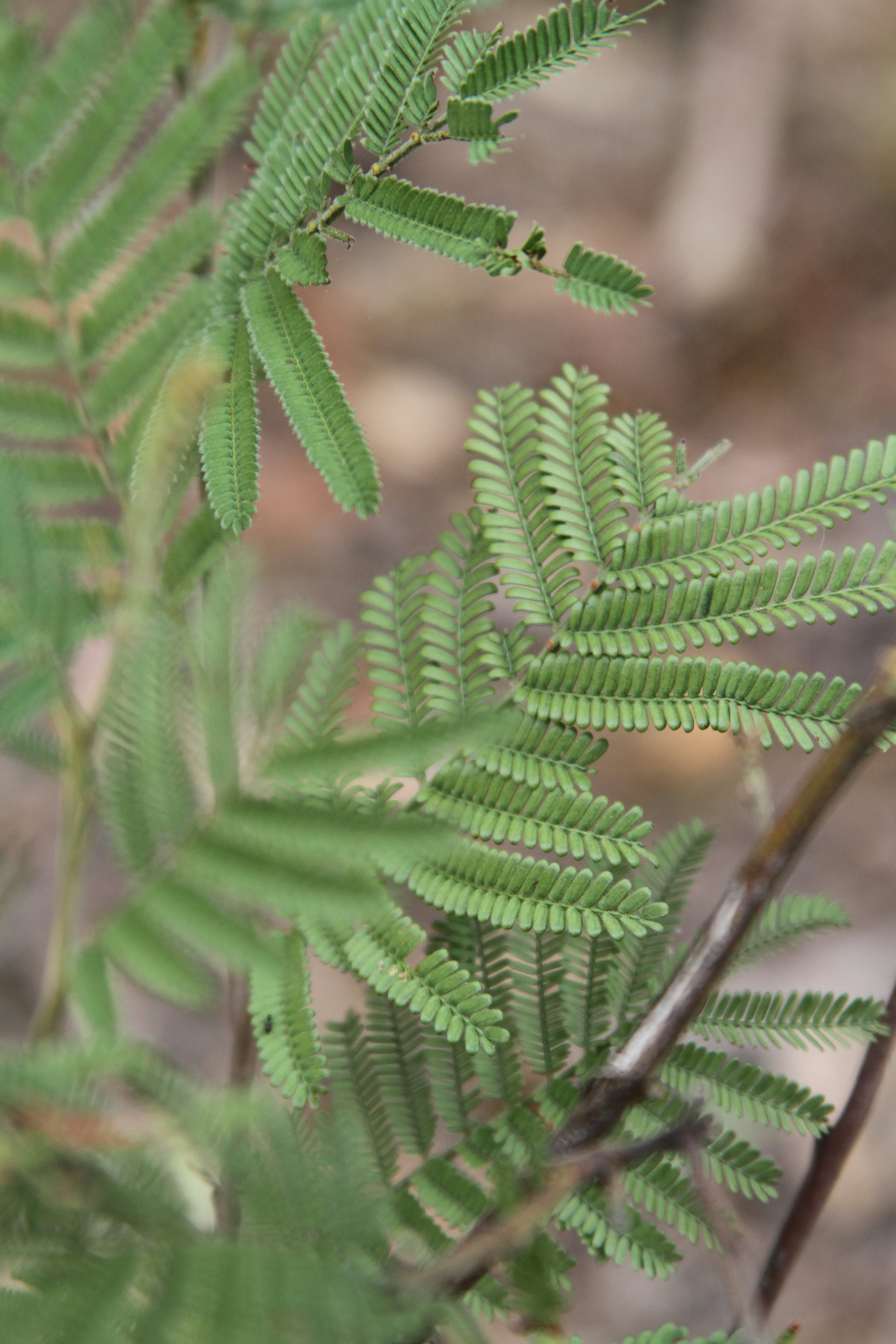 Close-up Fern Fronds: Precise Greenery in Soft Focus