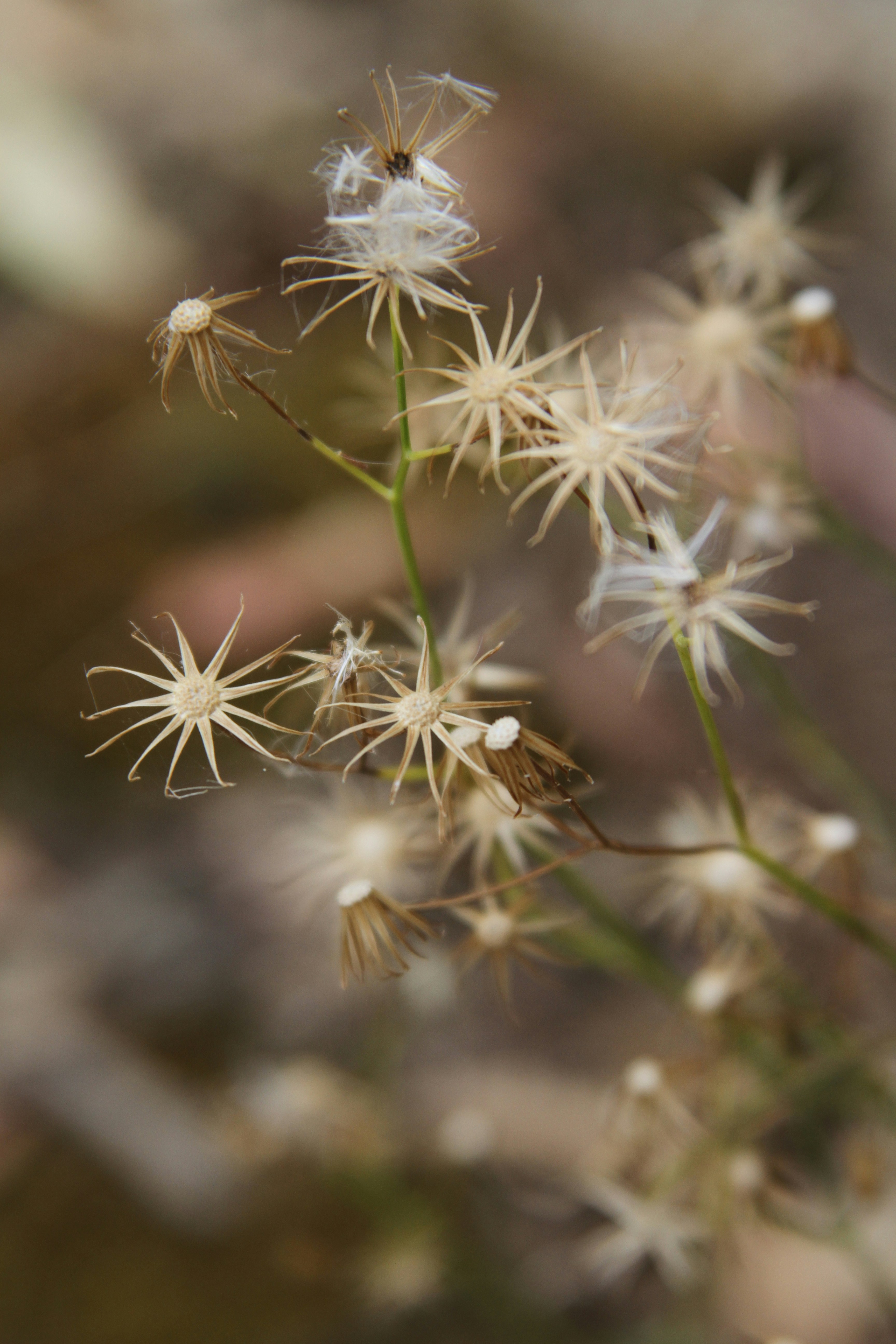 Dandelion Starbursts: Delicate Seed Heads in Soft Backlight