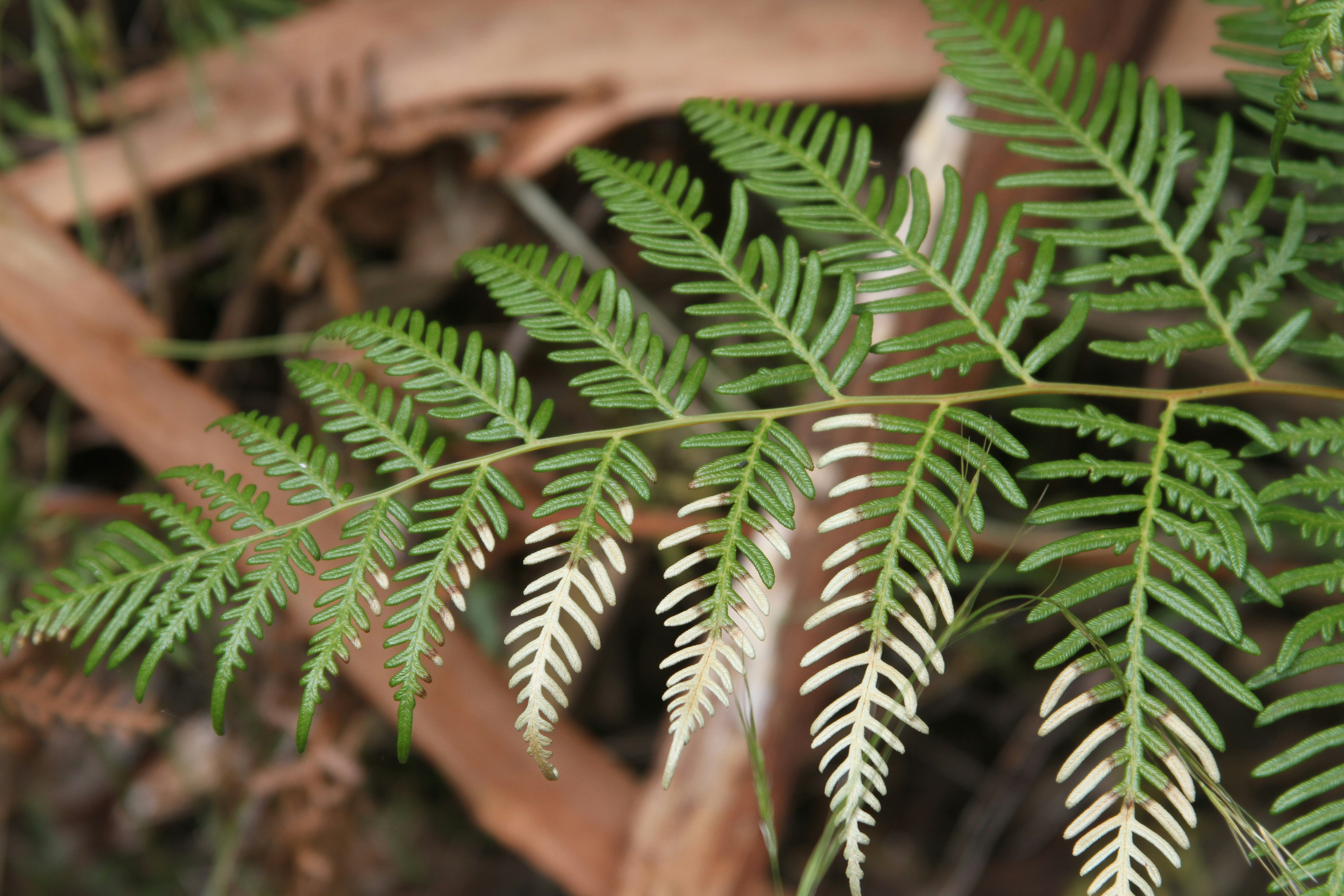 Fern Frond in Focus: Delicate Geometry of Green Surfaces